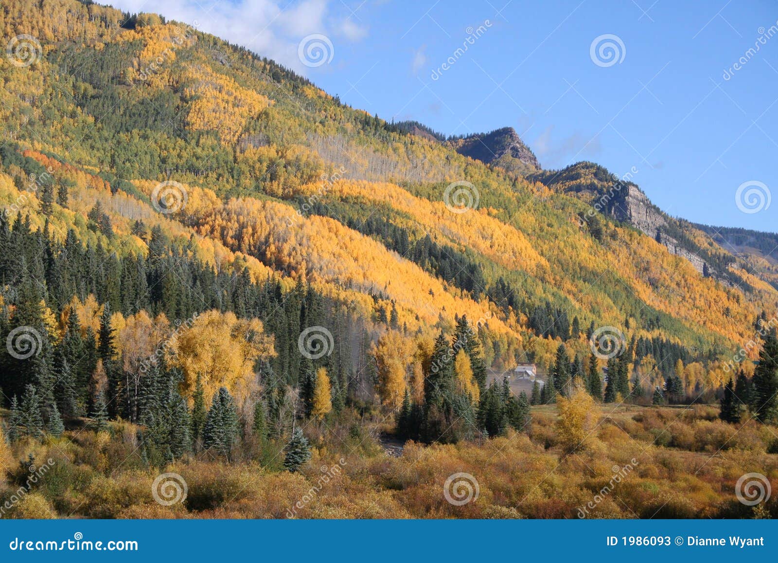 Colorado Fall foliage stock image. Image of aspen, highway - 1986093