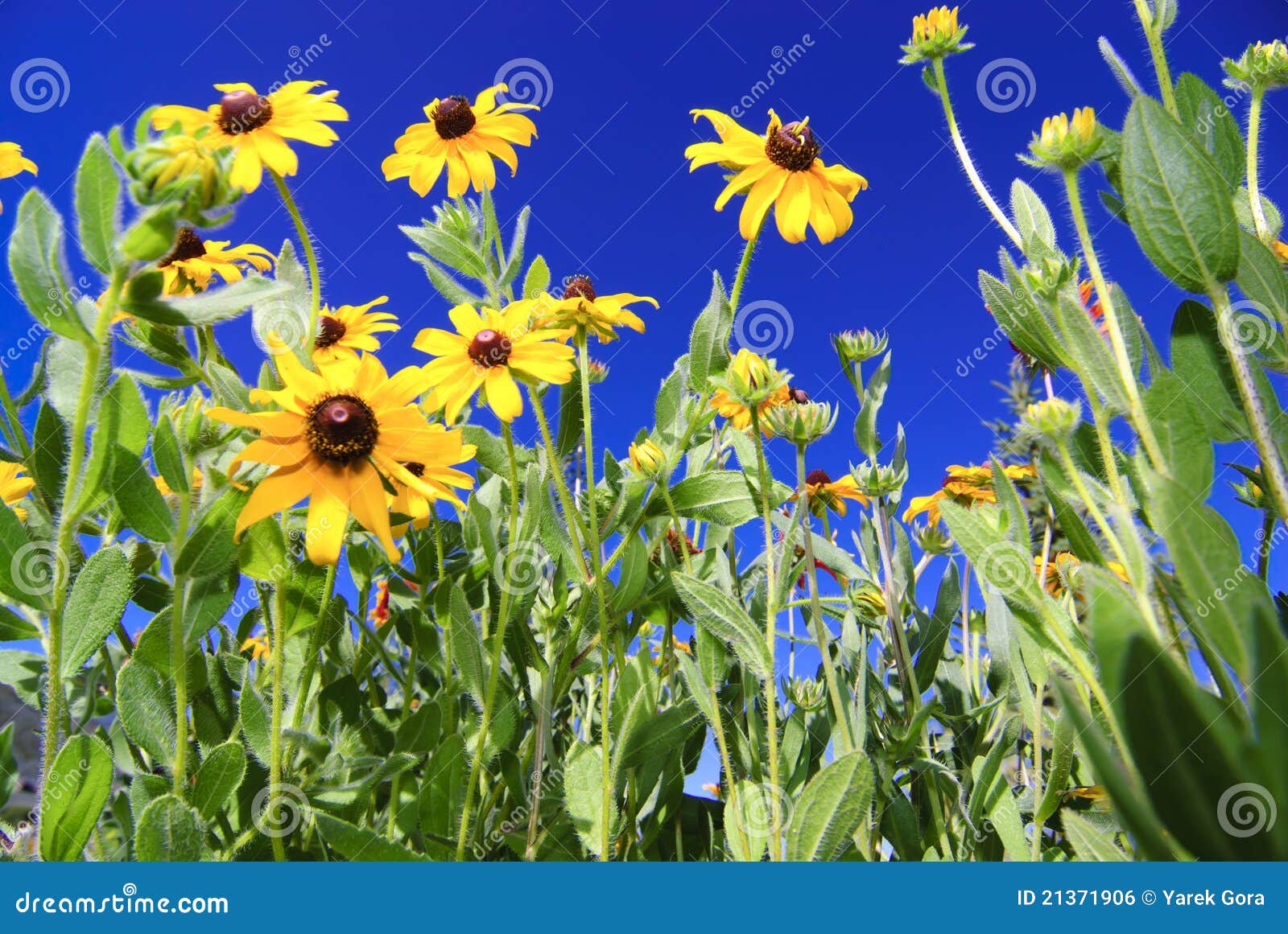 Colorado flowers stock photo. Image of grow, season, leaf - 21371906