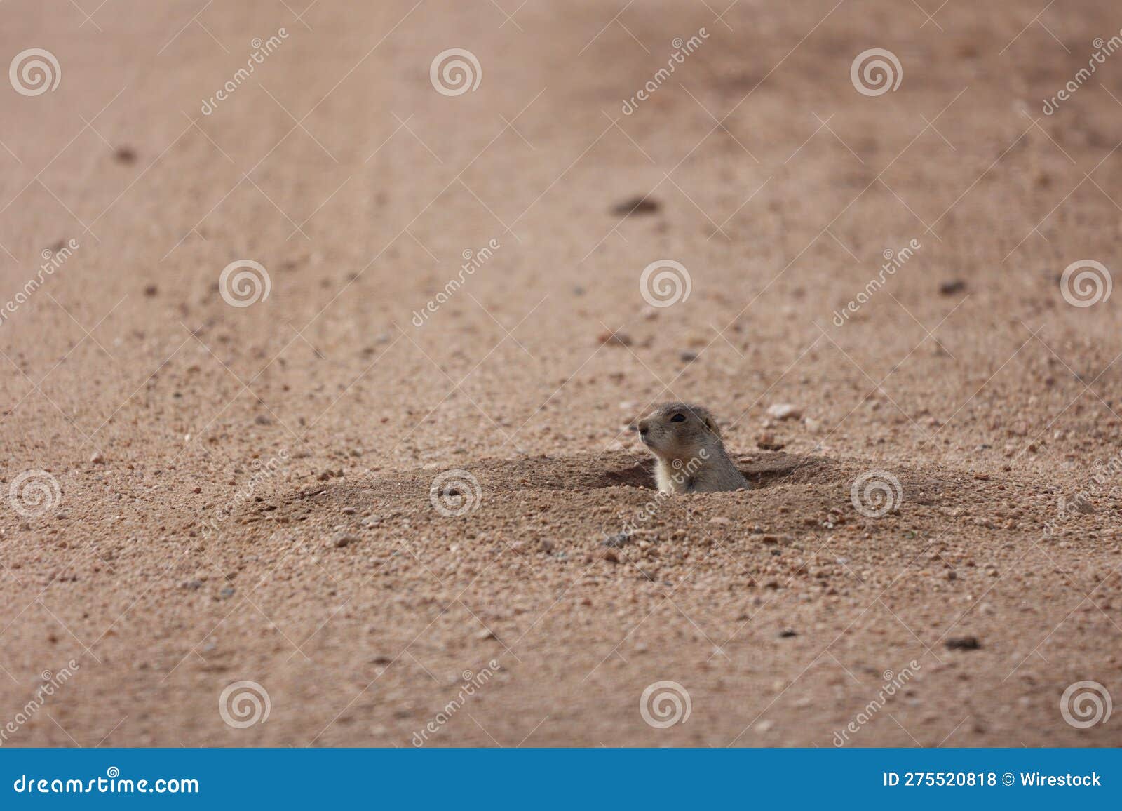 Colorado Gopher Hiding in the Hole in the Middle of a Dirt Road Stock ...
