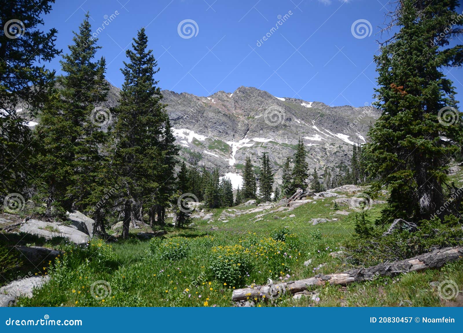 Colorado landscape stock image. Image of drinking, pristine - 20830457