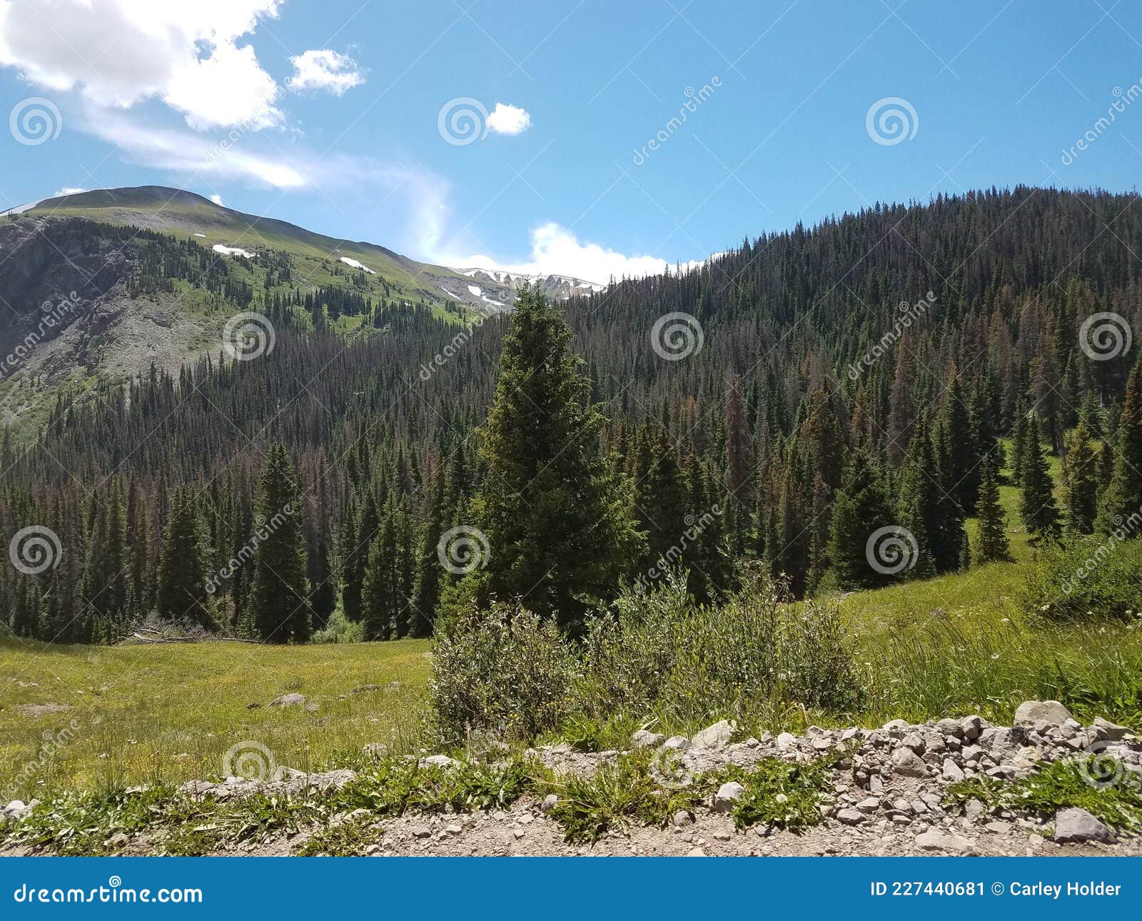 Colorado landscape stock image. Image of pinetrees, green - 227440681