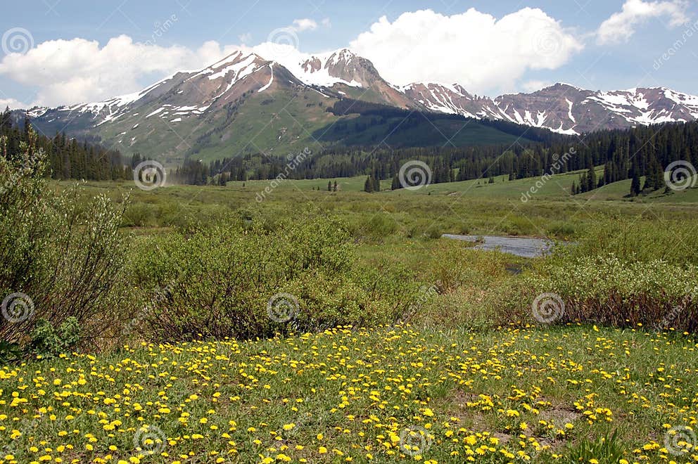 Colorado Meadow & Mountain Stock Image - Image of walk, landscape: 432703
