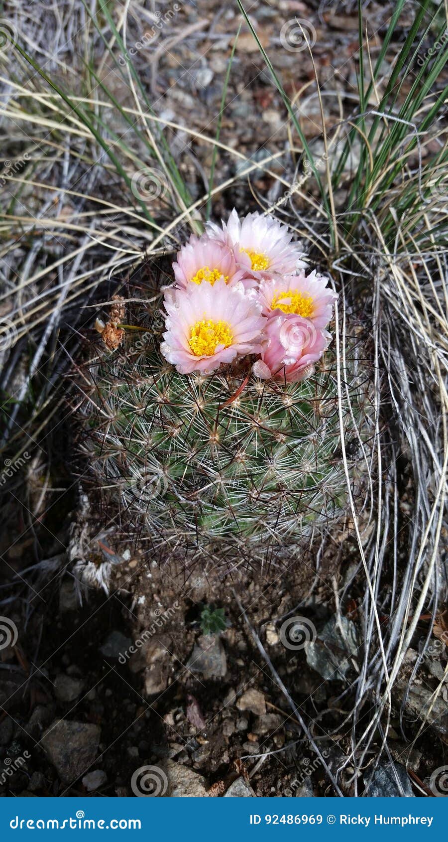 Colorado Mountain Cactus in Bloom. Stock Image - Image of beautiful ...