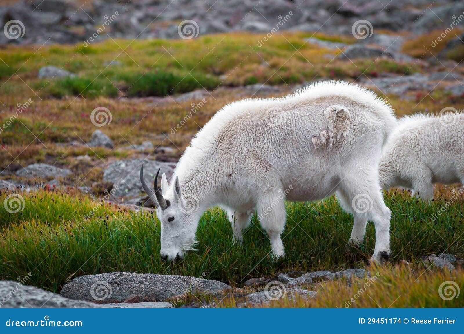 Colorado Mountain Goat stock photo. Image of goat, nature - 29451174