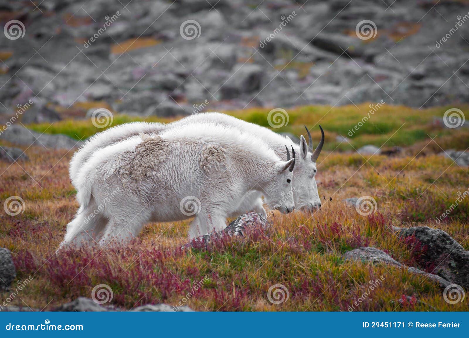 Colorado Mountain Goat Shadow Stock Image - Image of horns, light: 29451171