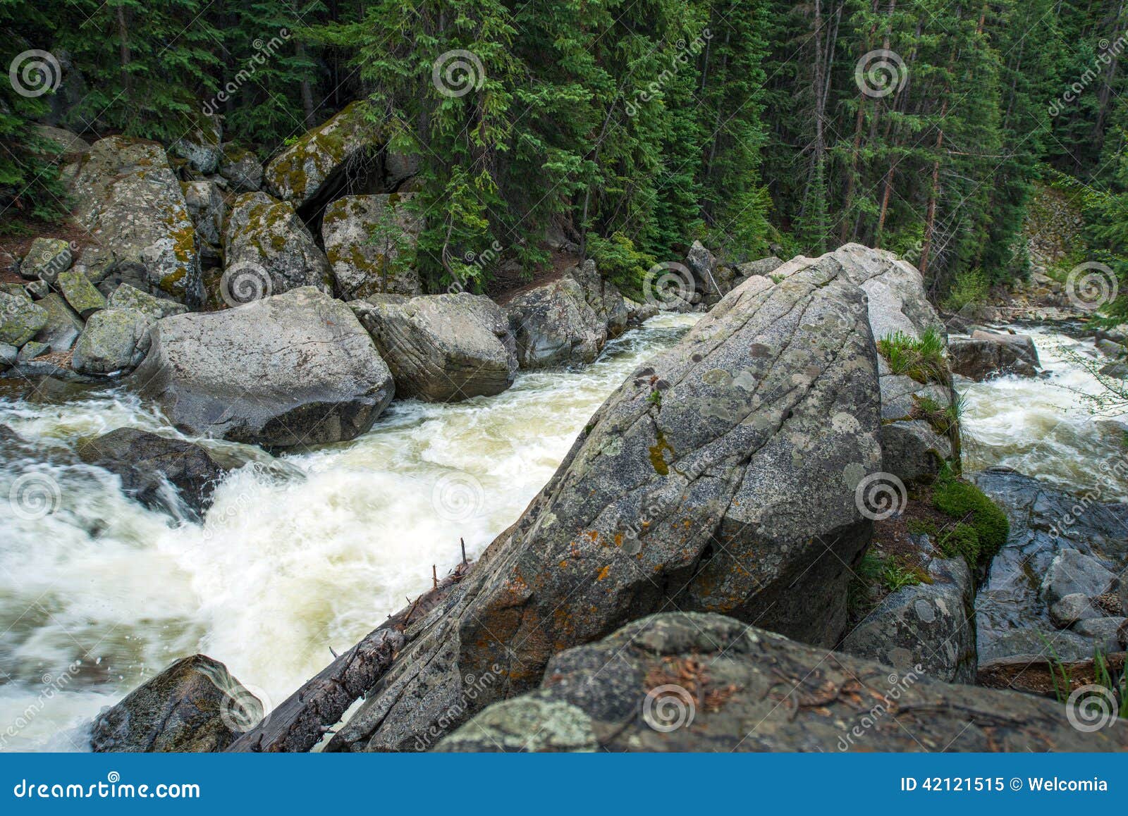 Colorado Mountain River stock image. Image of forest - 42121515