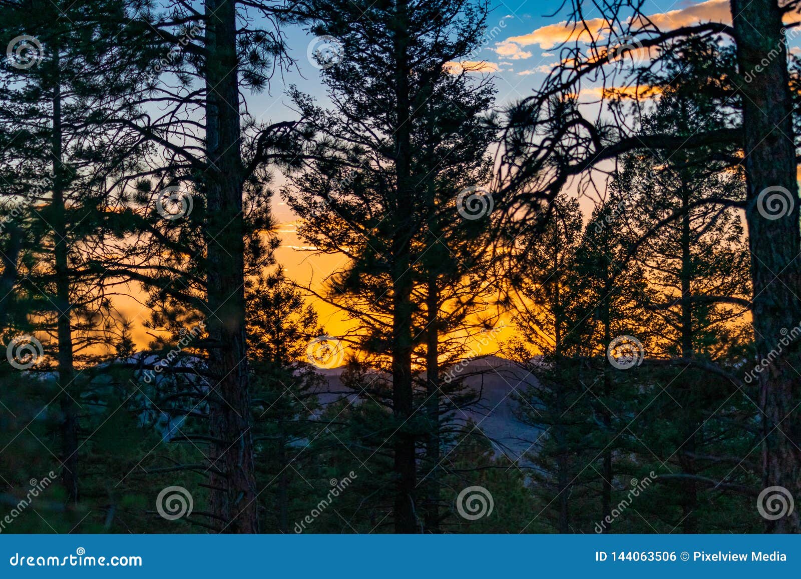 Colorado Mountain Sunset in Pine Forest Stock Photo - Image of light ...