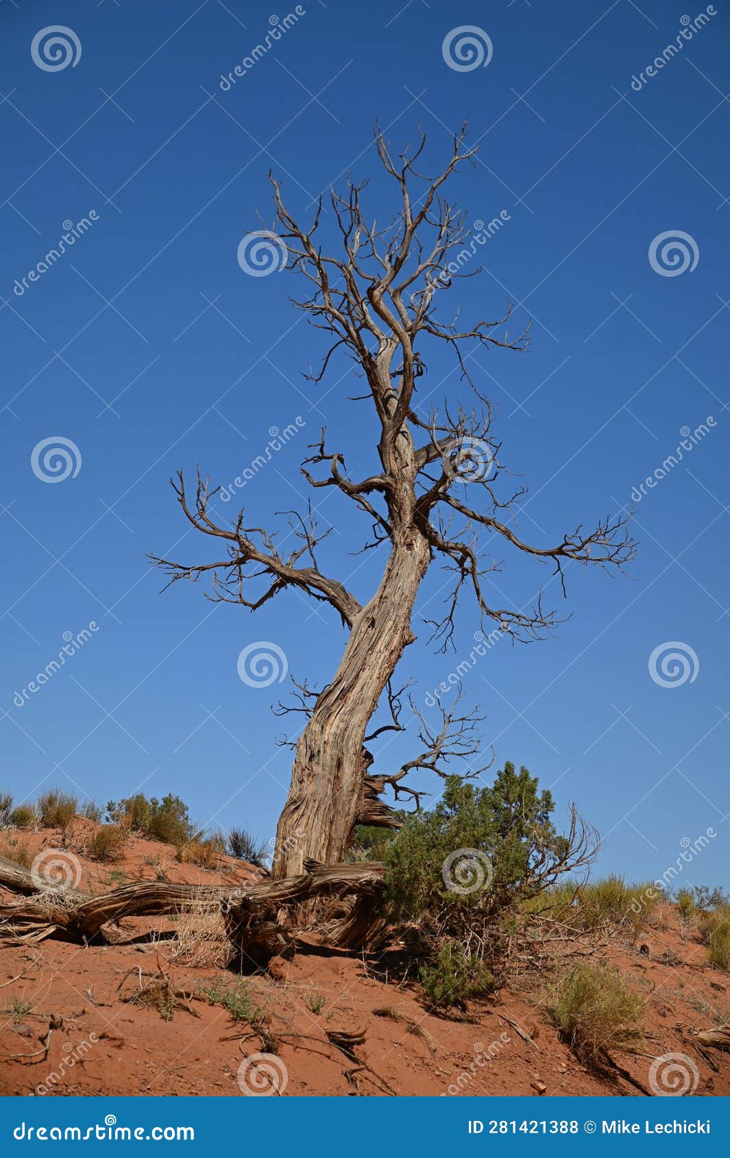 Death tree stock photo. Image of tree, monument, death - 281421388