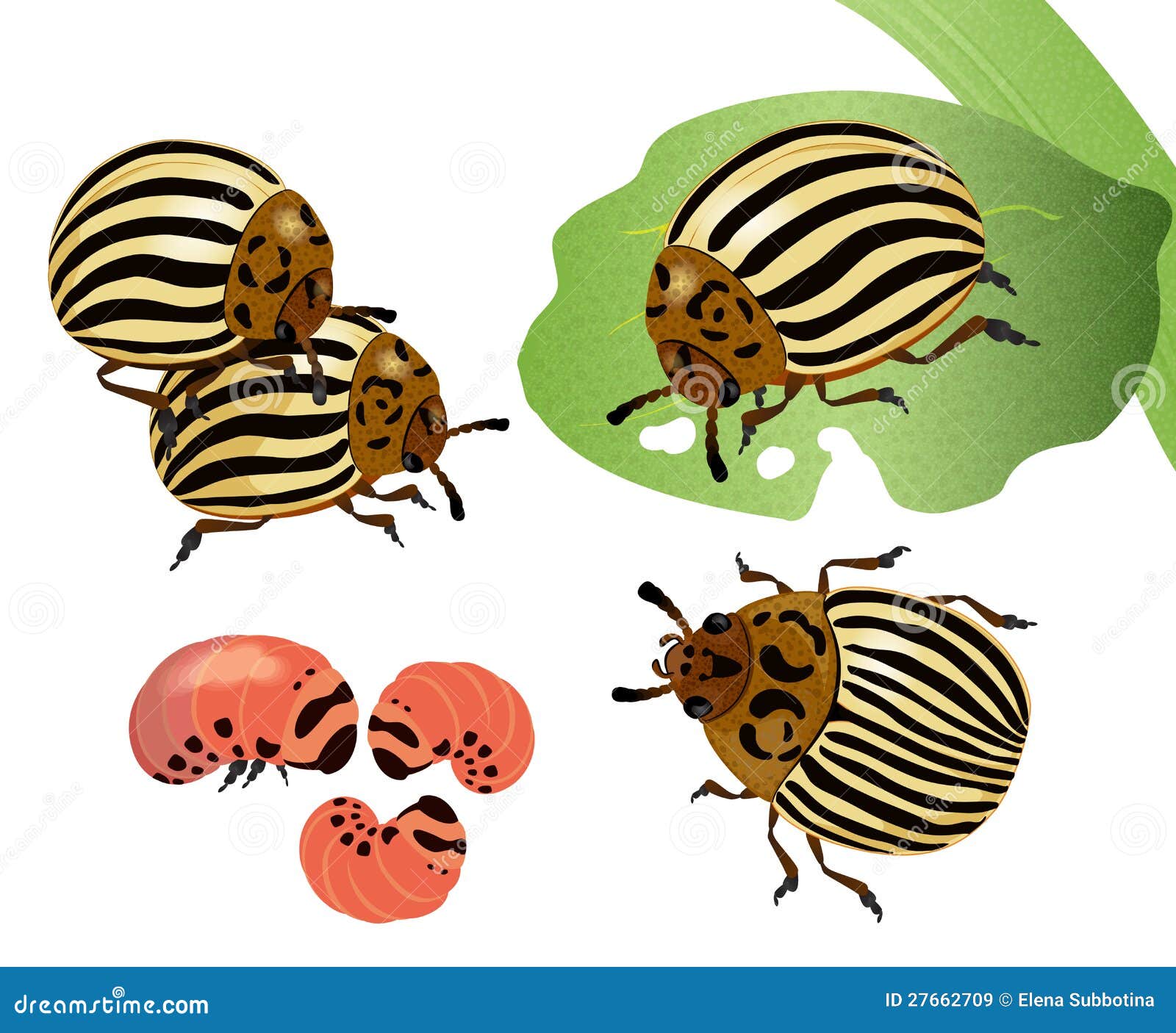 Colorado potato beetle stock vector. Illustration of pesticide - 27662709