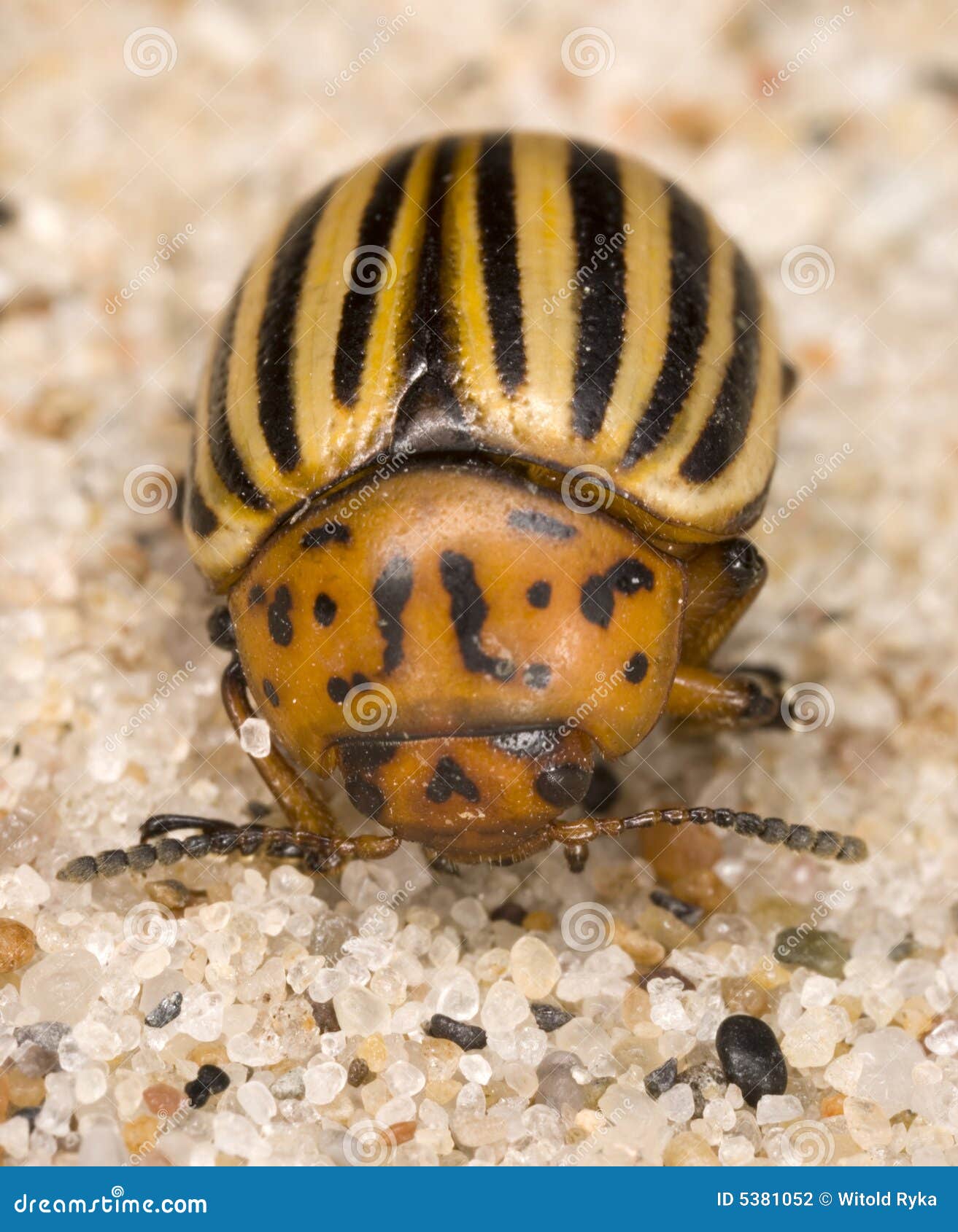 Colorado potato beetle stock photo. Image of striped, close - 5381052