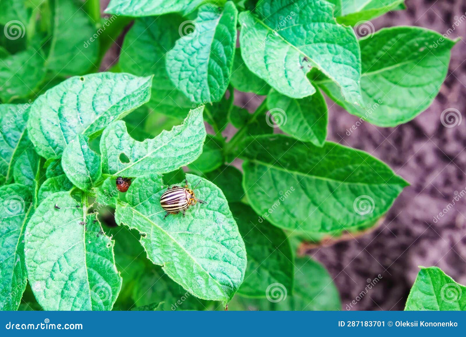 Colorado Potato Beetle on a Potato Bush. Insect Pest Stock Image ...