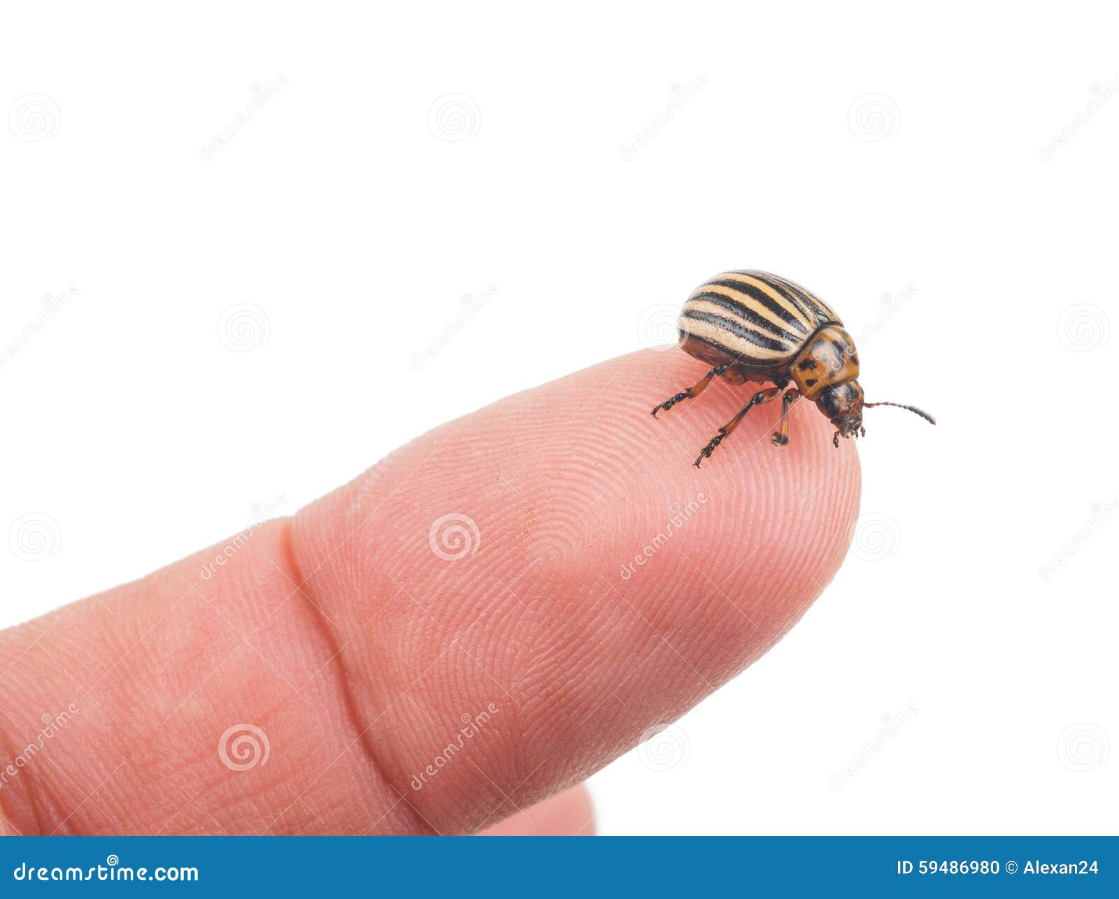 Colorado Potato Beetle on a Finger Stock Photo - Image of beetle, pest ...