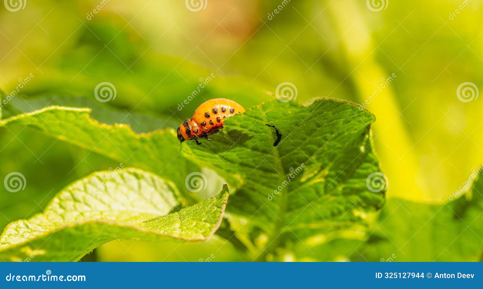 Colorado Potato Beetle Larva on Green Leaf in Sunlight Stock Photo ...