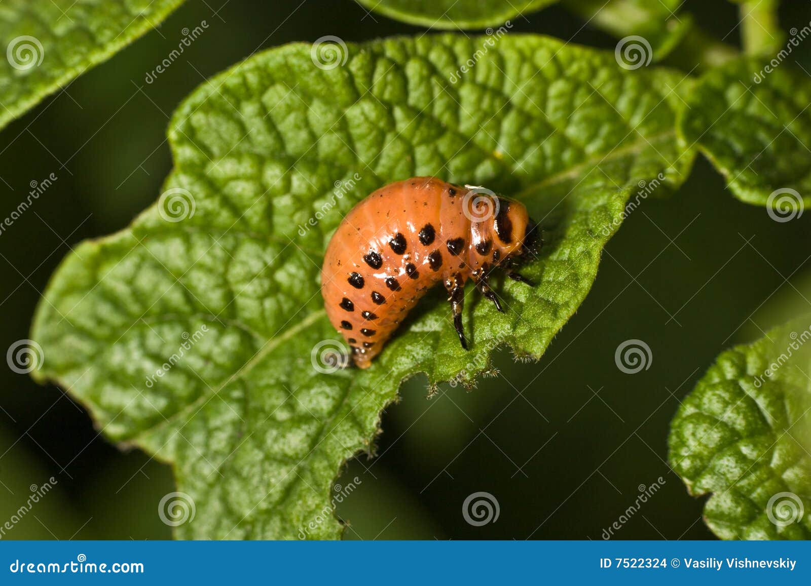 Colorado Potato Beetle (Leptinotarsa Decemlineata) Stock Photo - Image ...