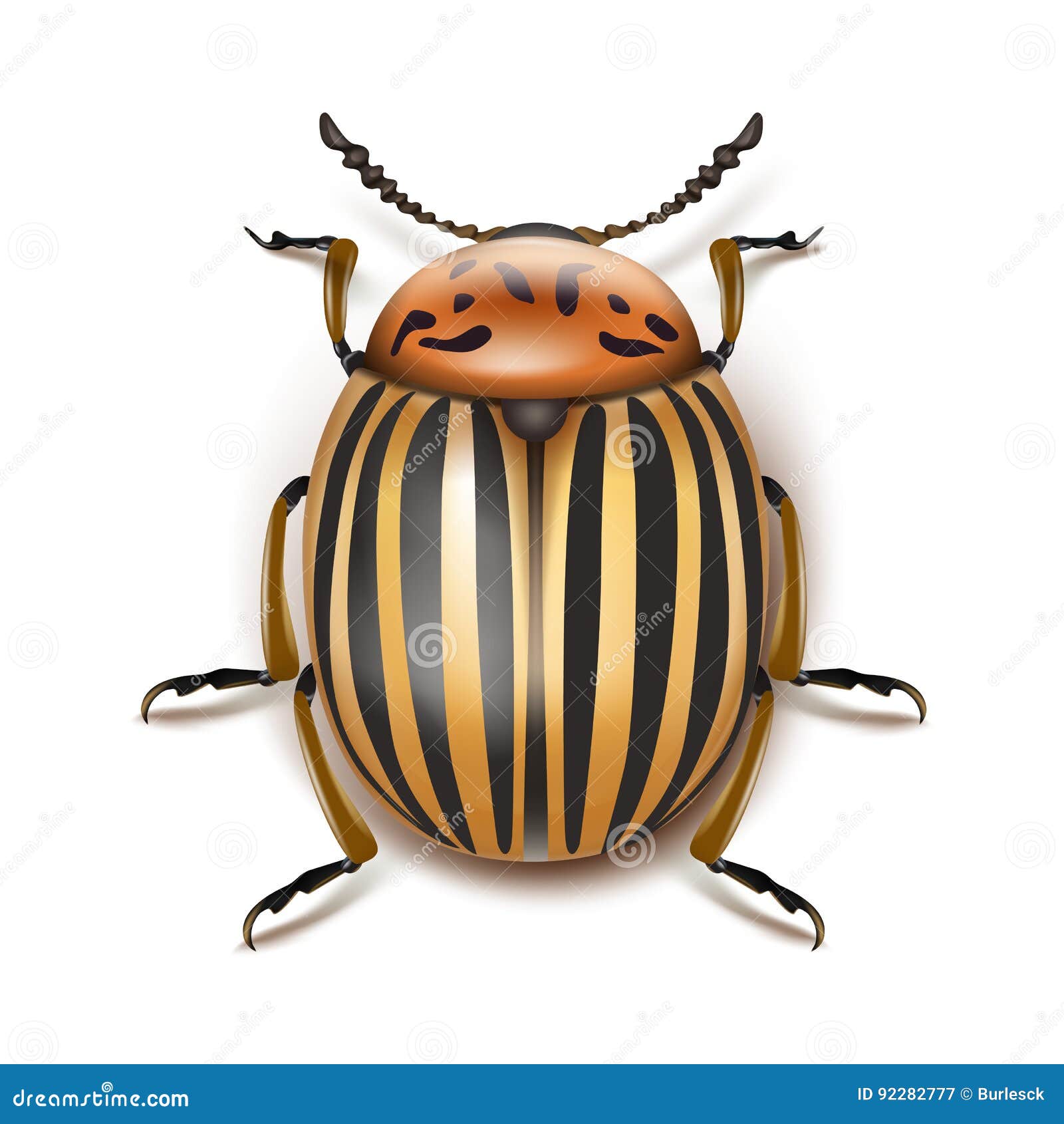 Colorado potato beetle stock vector. Illustration of nature - 92282777