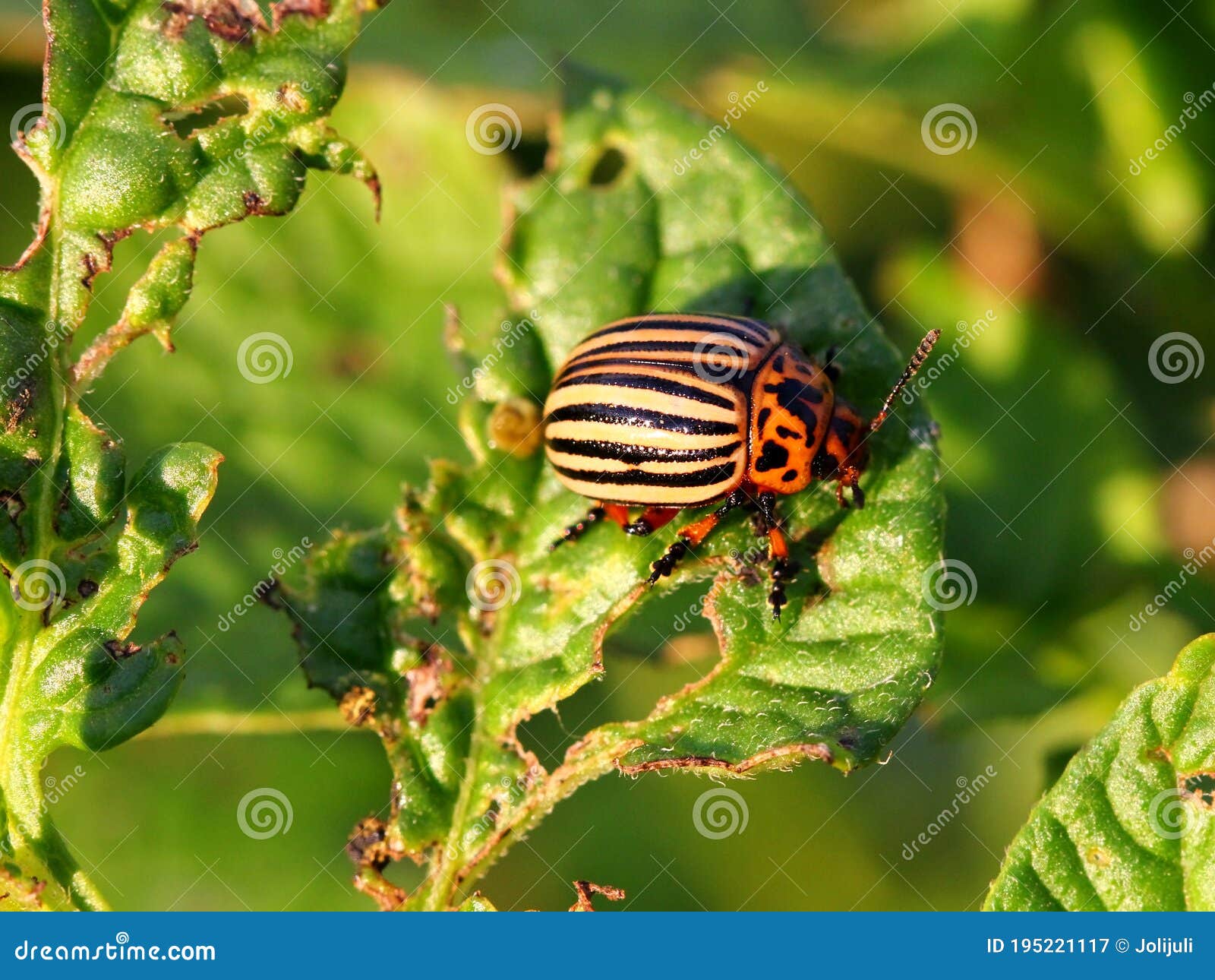 Colorado Potato Beetle Larvae On Potato Leaves. Pests Of Agricultural ...