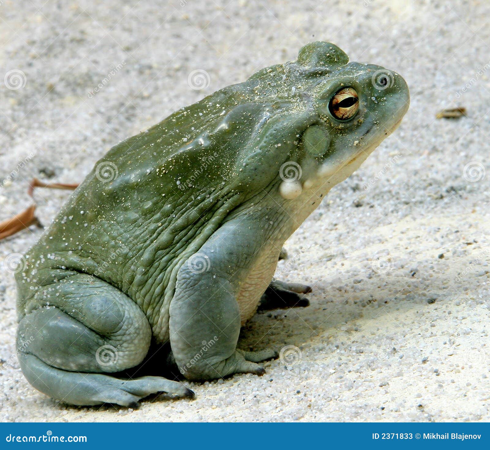 Colorado River Toad 1 stock image. Image of hunting, bulging - 2371833