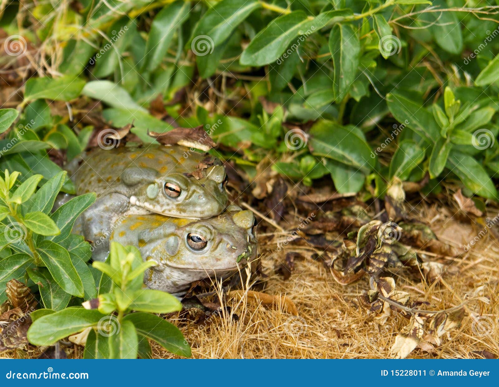 Colorado River Toad stock image. Image of amphibian, arizona - 15228011