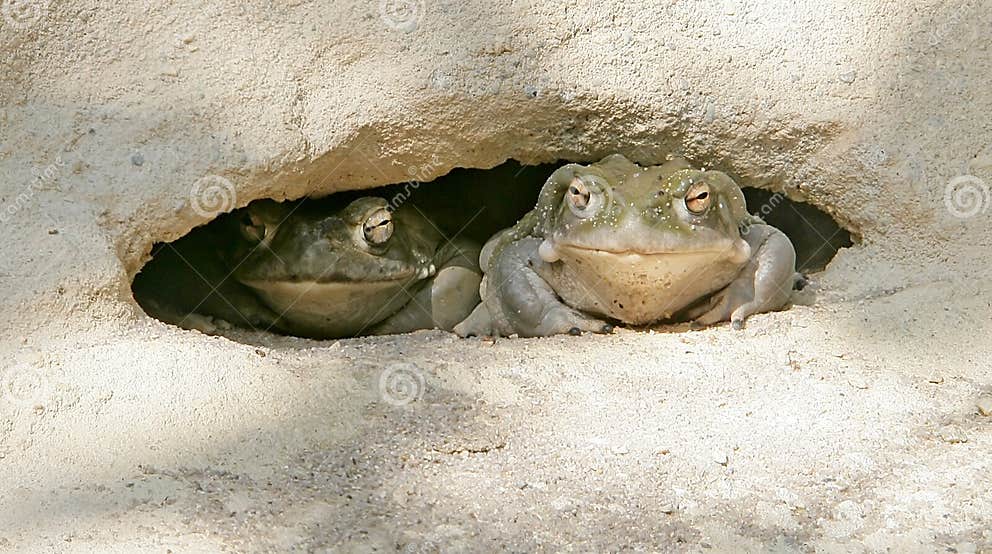 Colorado River Toad 5 stock photo. Image of wildlife, toad - 2372040