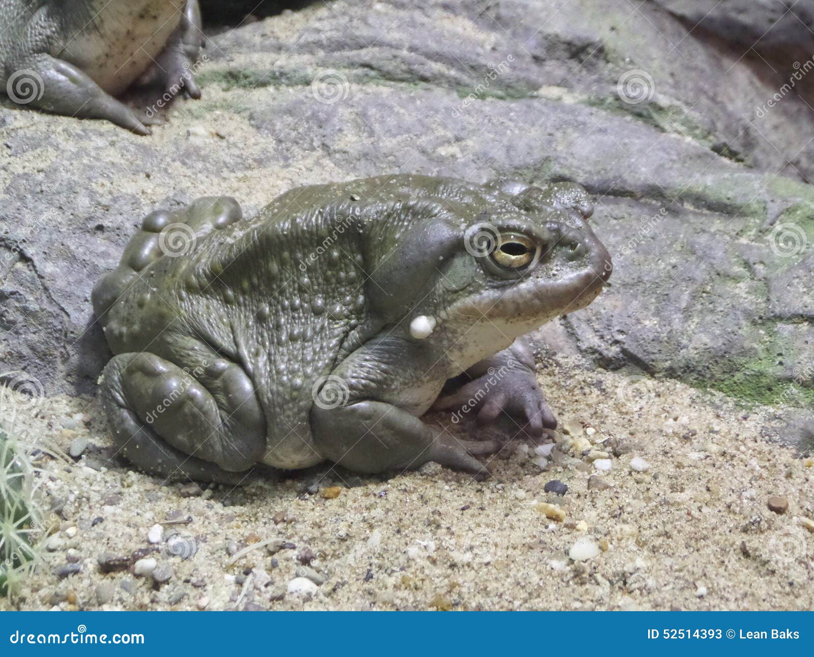 Colorado river toad stock image. Image of colorado, animal - 52514393