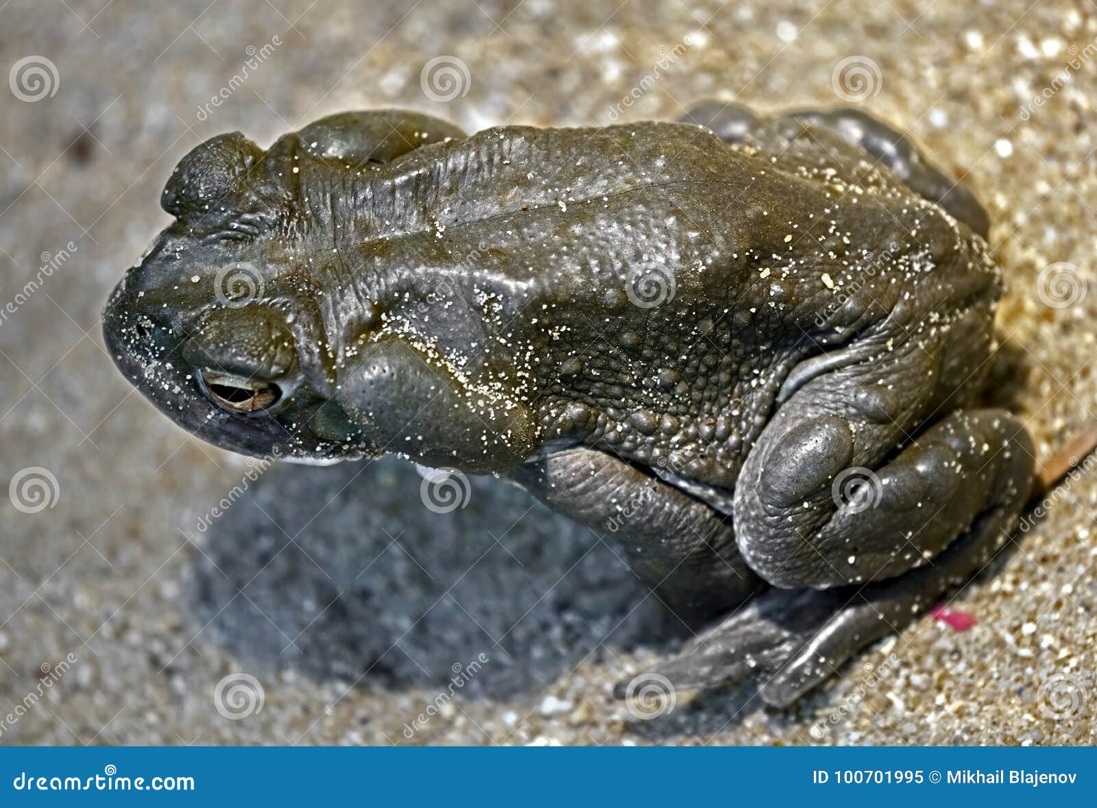Colorado river toad 8 stock image. Image of river, animal - 100701995