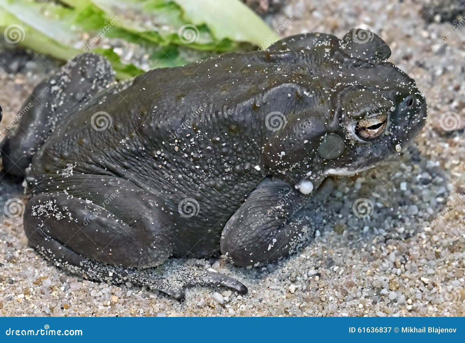 Colorado river toad 6 stock image. Image of creep, wildlife - 61636837