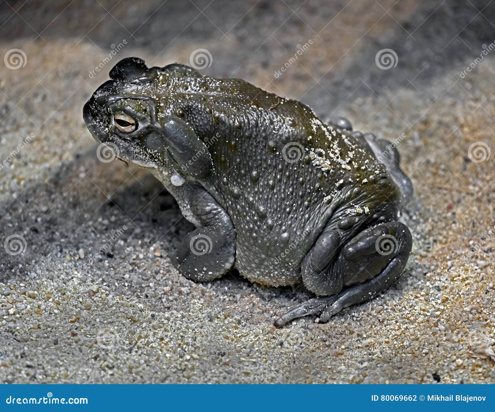 Colorado river toad 7 stock photo. Image of sand, river - 80069662