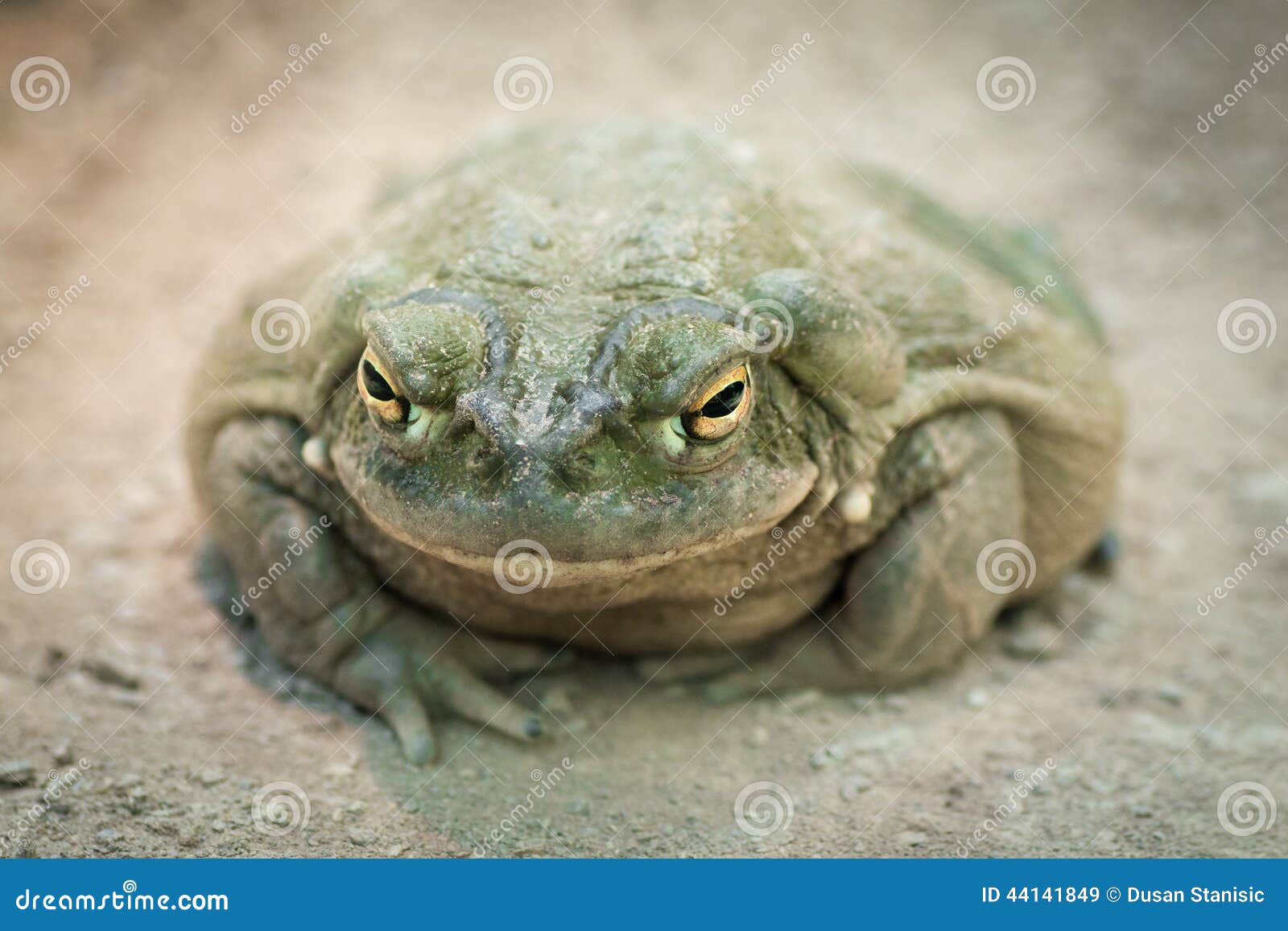 Colorado River Toad (Bufo Alvarius) Stock Image - Image of ...