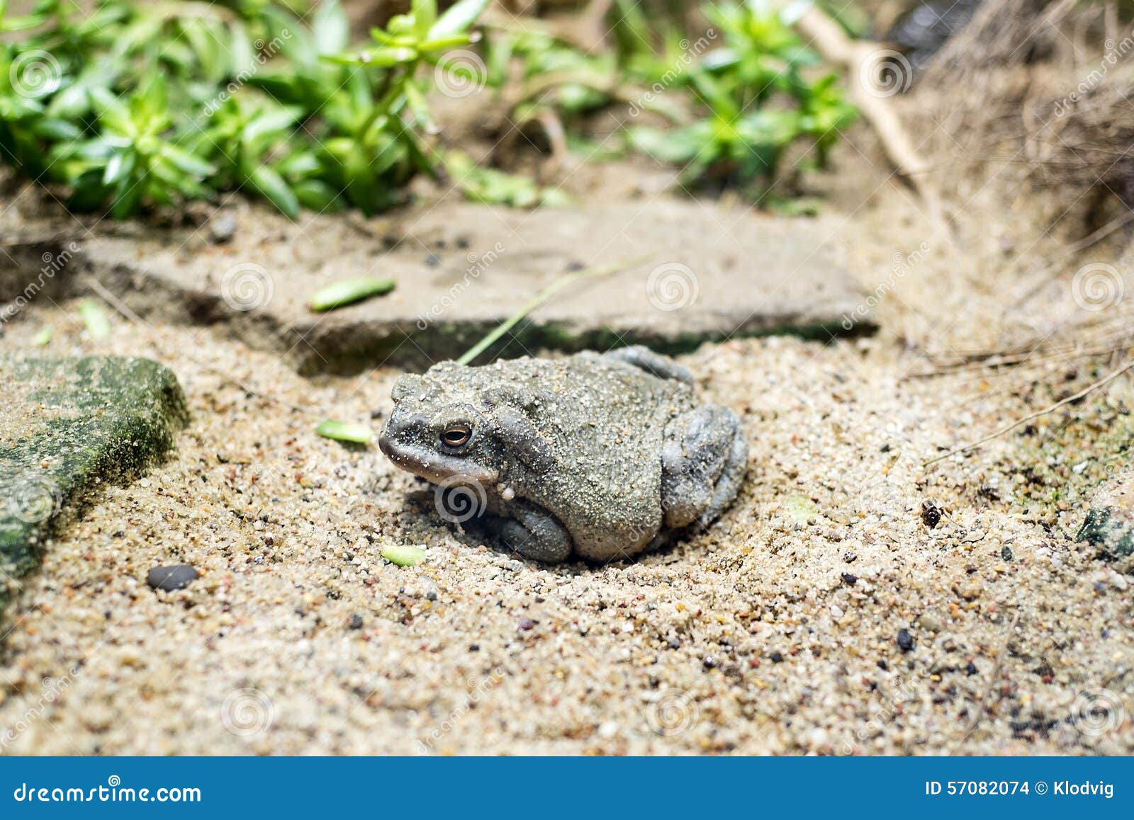 Colorado River Toad stock photo. Image of toad, species - 57082074