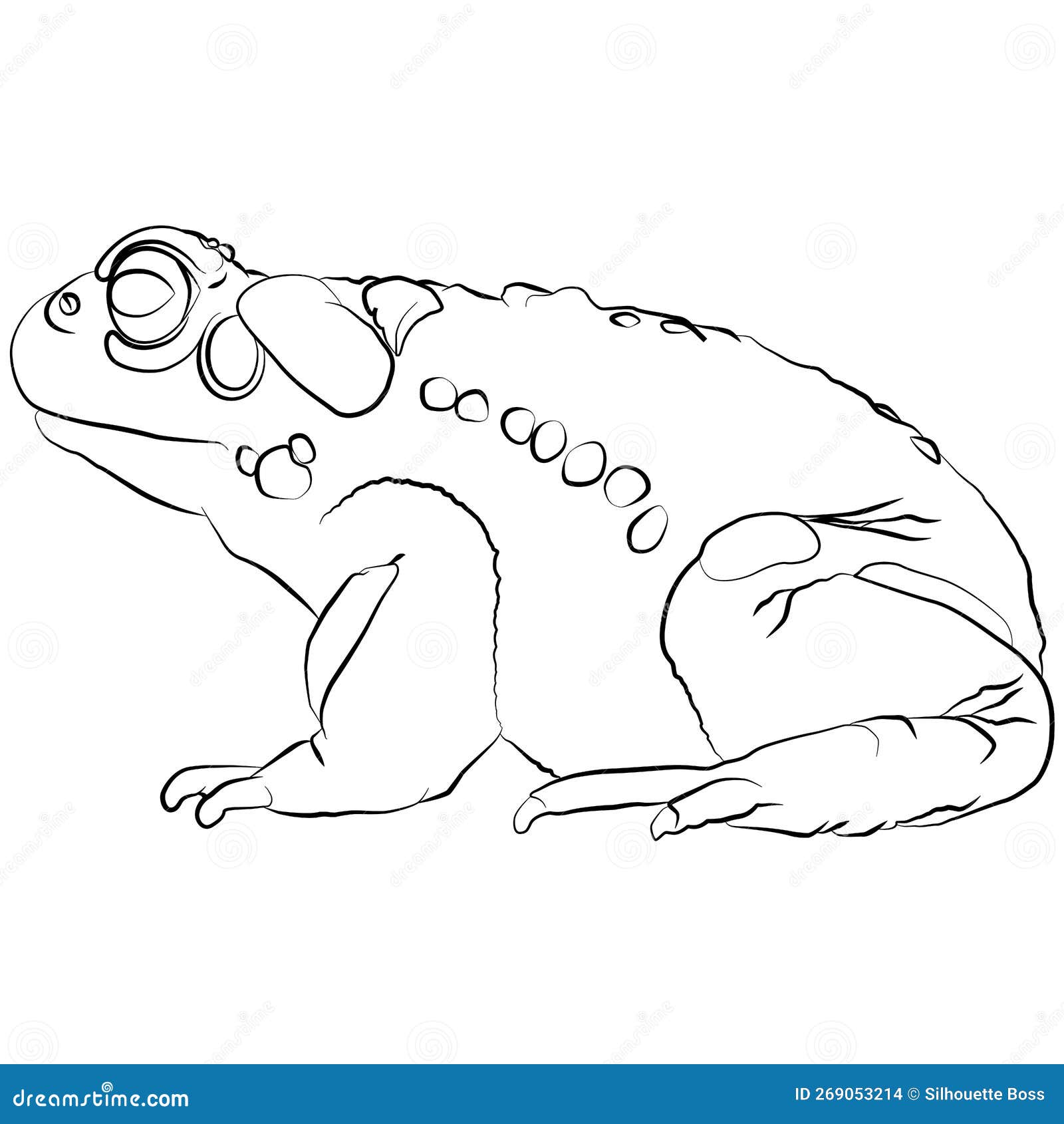 Colorado River Toad, Bufo Alvarius Toxin Frog Stock Illustration ...