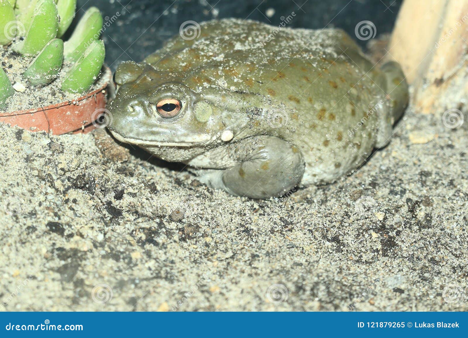 Colorado river toad stock image. Image of animal, incilius - 121879265