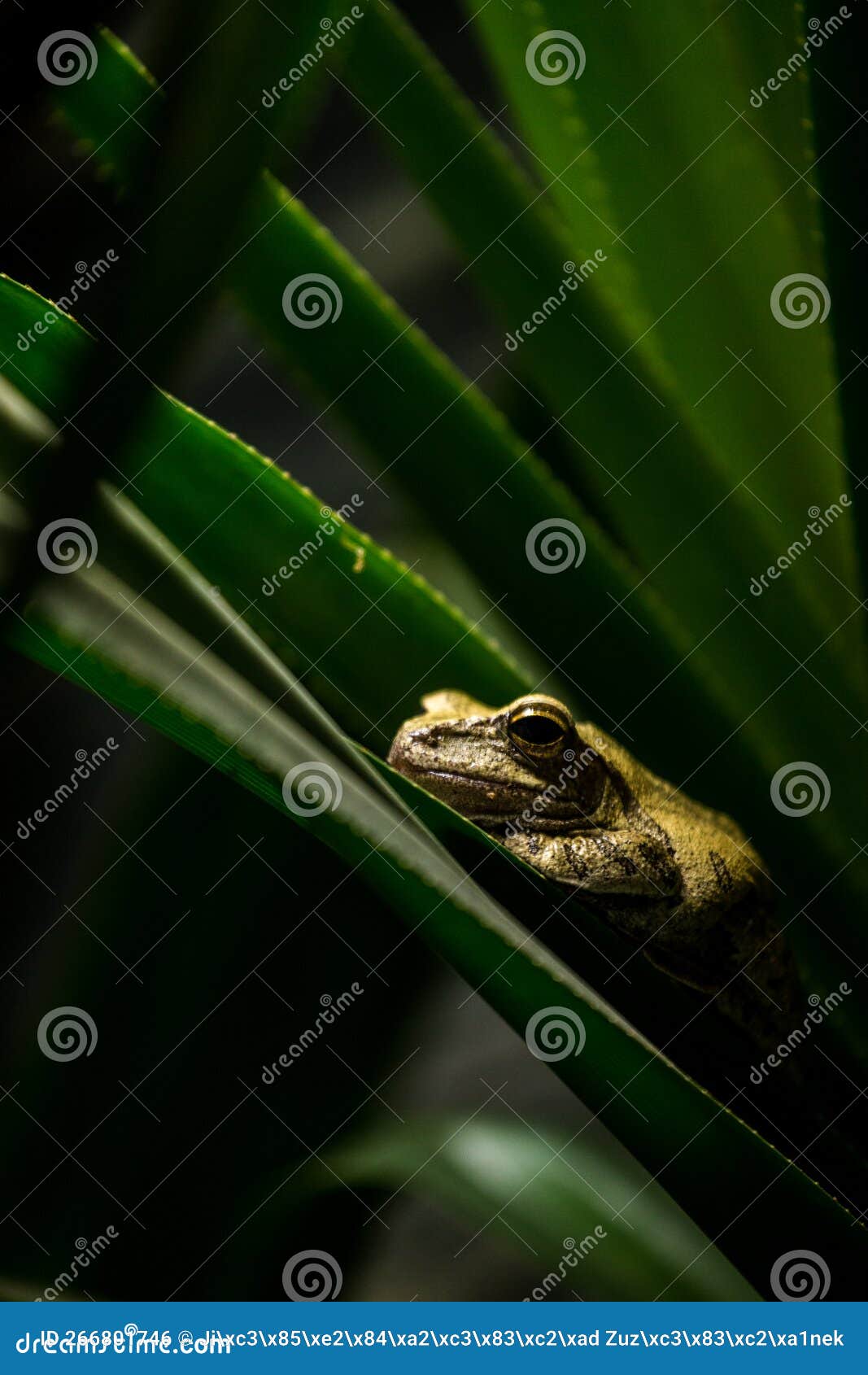 Colorado River Toad Frog in Nature Stock Photo - Image of looking, wild ...