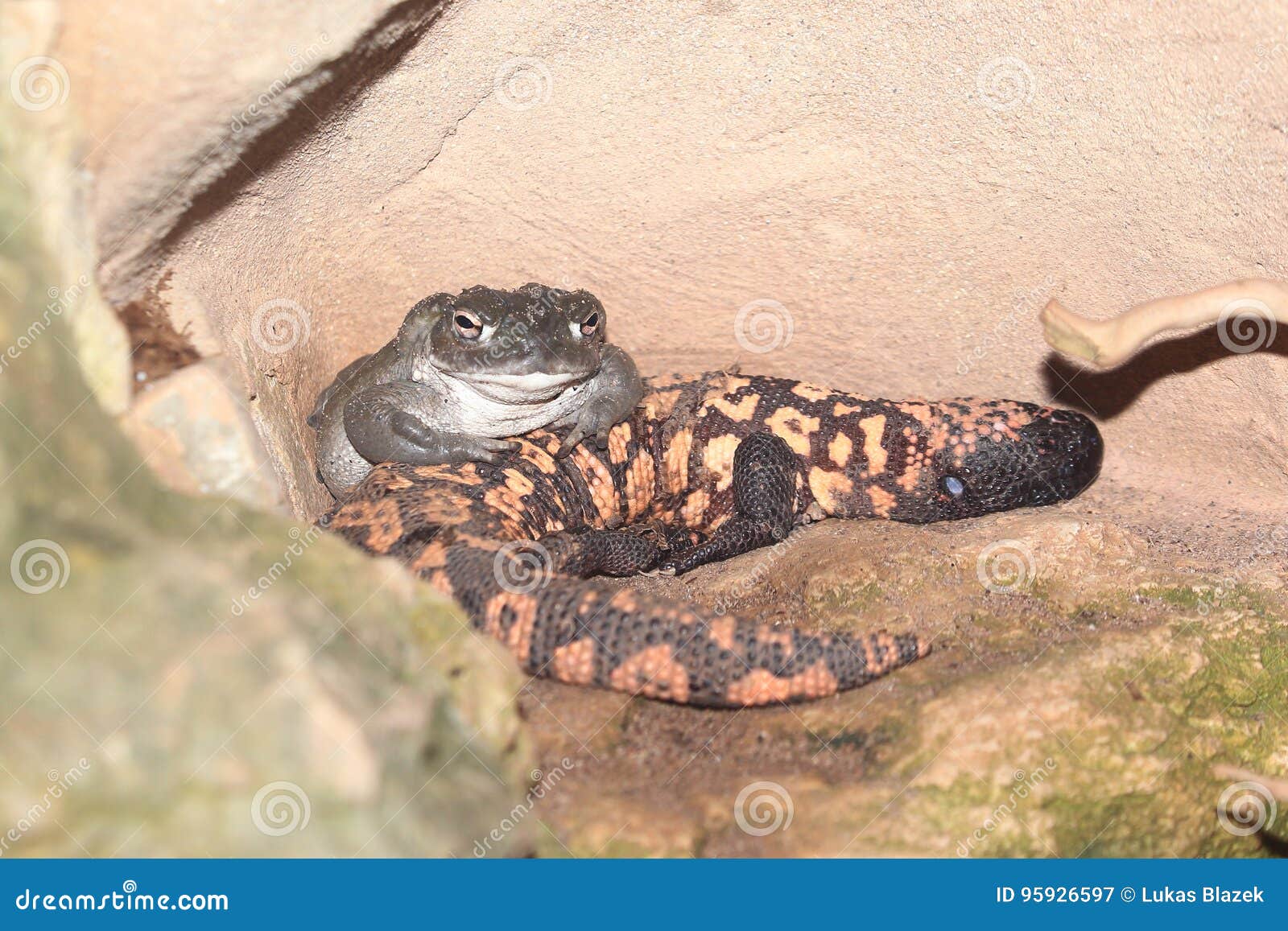 Gila Monster, Heloderma Suspectum, Poisonous Lizard Sleeping Hidden In ...