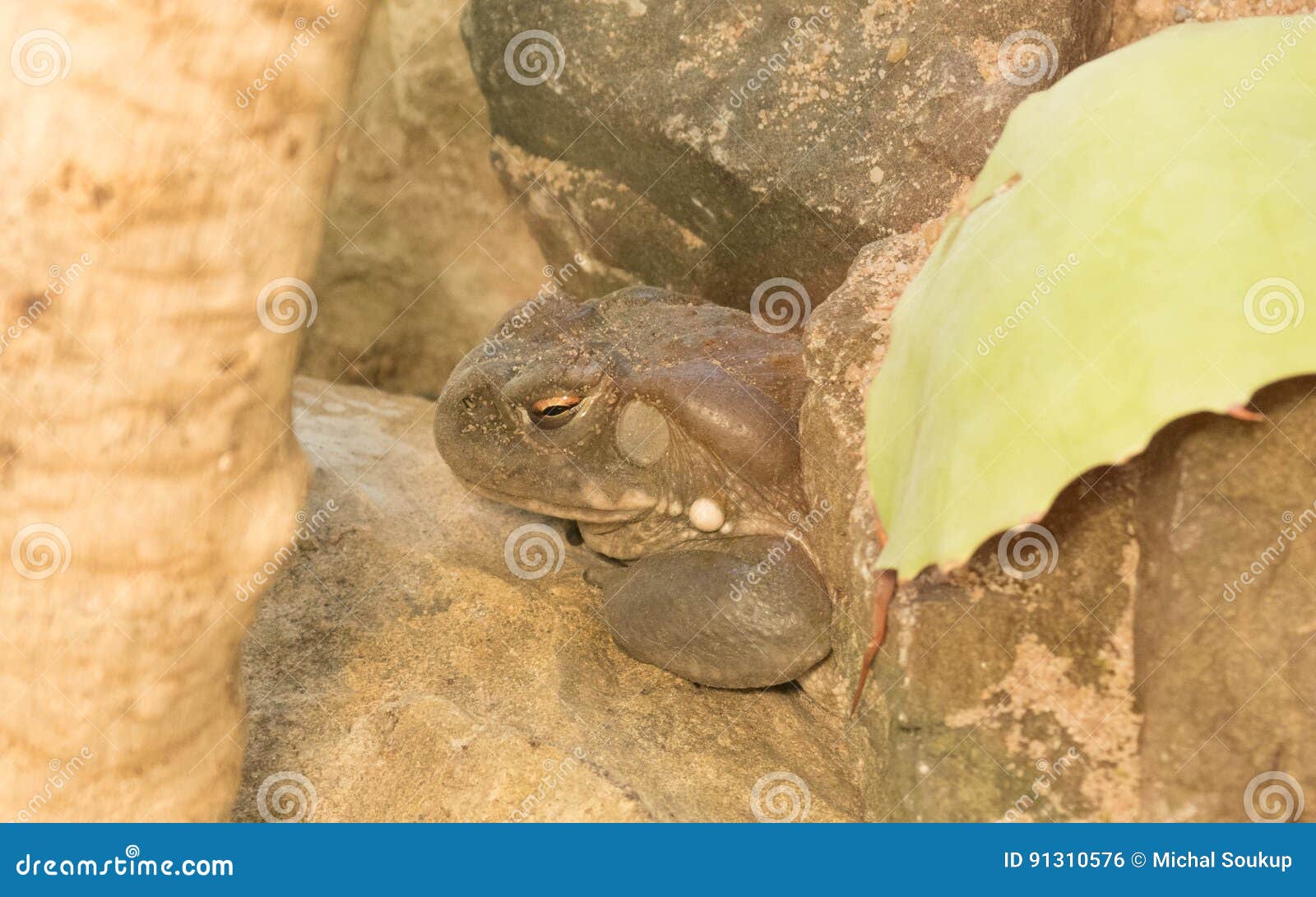 Colorado River toad 2 stock photo. Image of colours, toad - 91310576