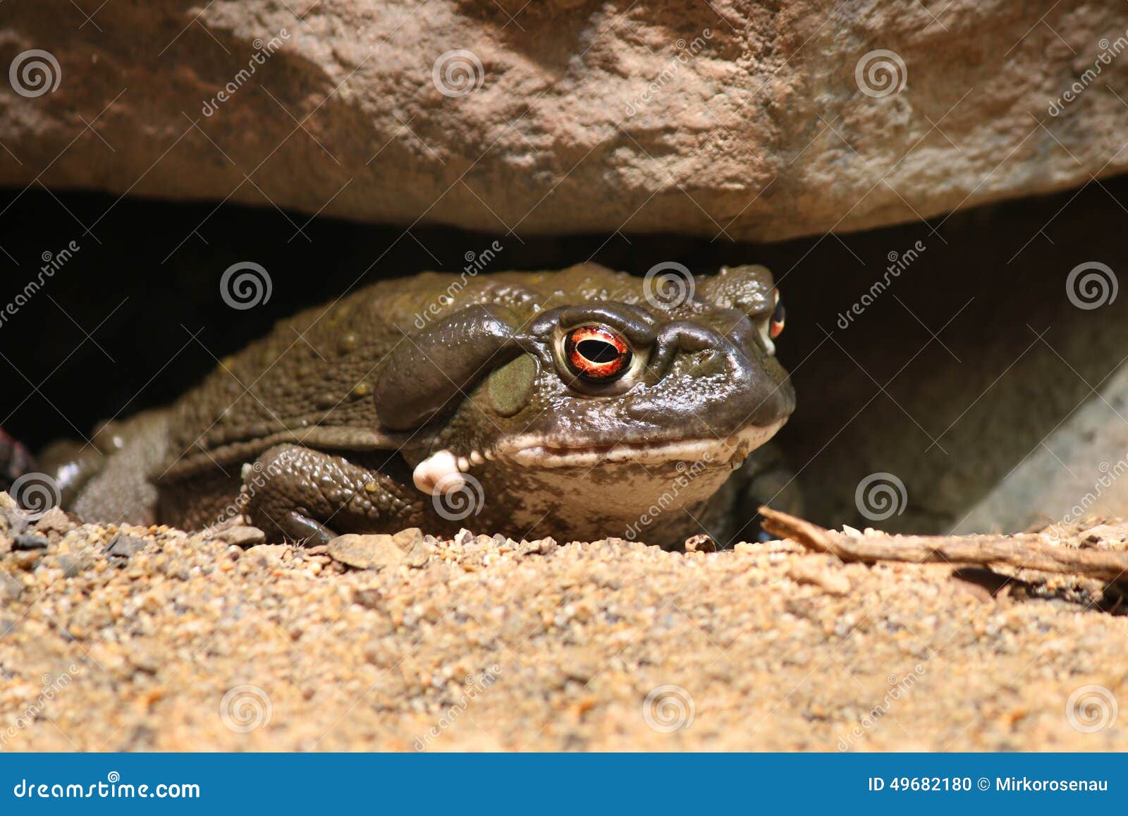 Bufo Alvarius Toad On White Background Stock Photo | CartoonDealer.com ...