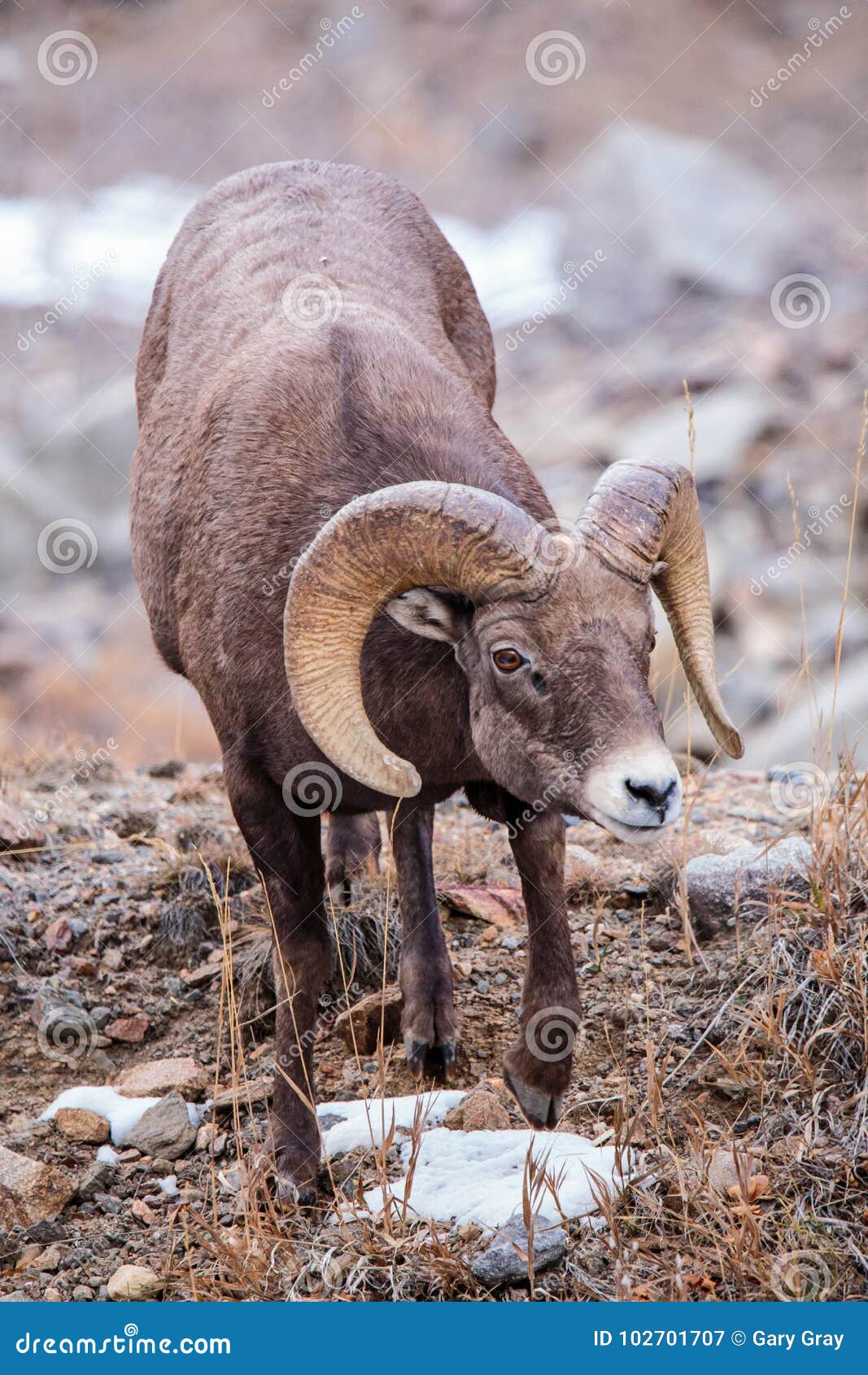 Colorado Rocky Mountain Bighorn Sheep Stockbild - Bild von essen ...