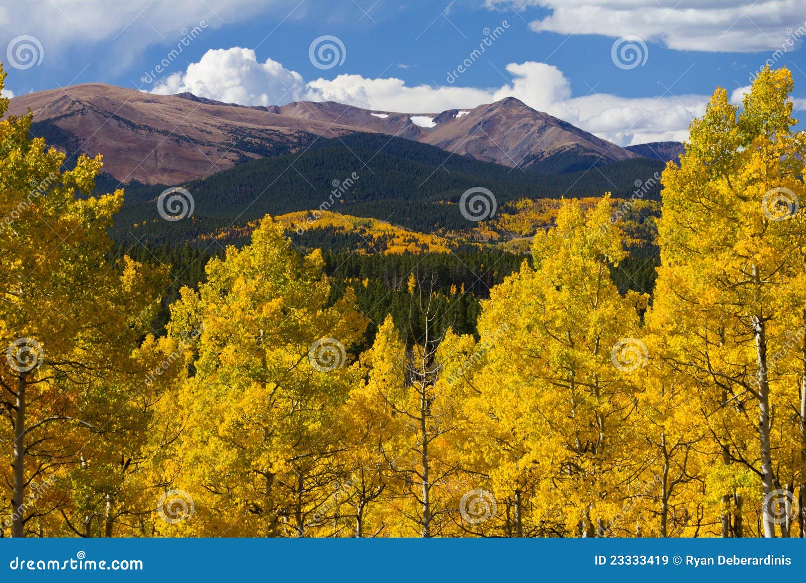 Colorado Rocky Mountains and Golden Aspens in Fall Stock Image - Image of autumn, rockies: 23333419