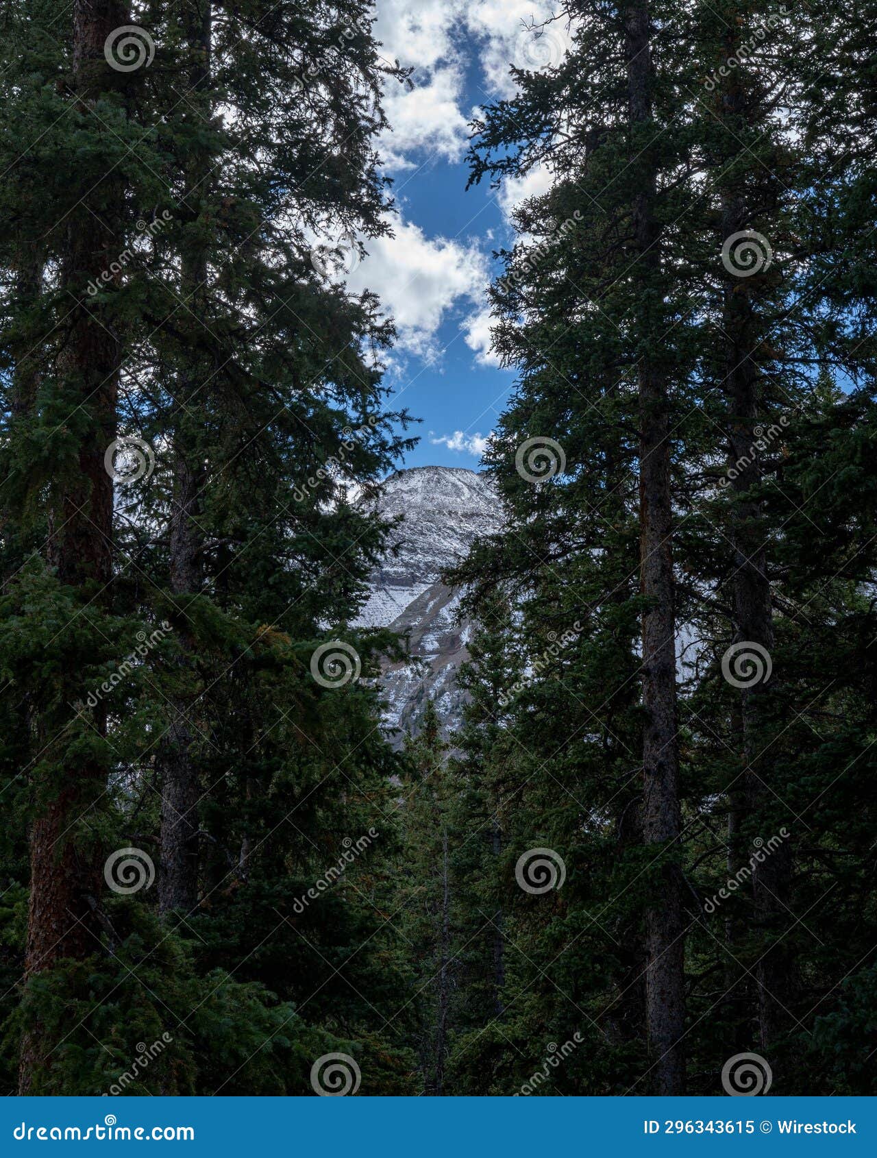 Colorado Snow Capped Mountain through Pine Trees. Stock Image - Image ...