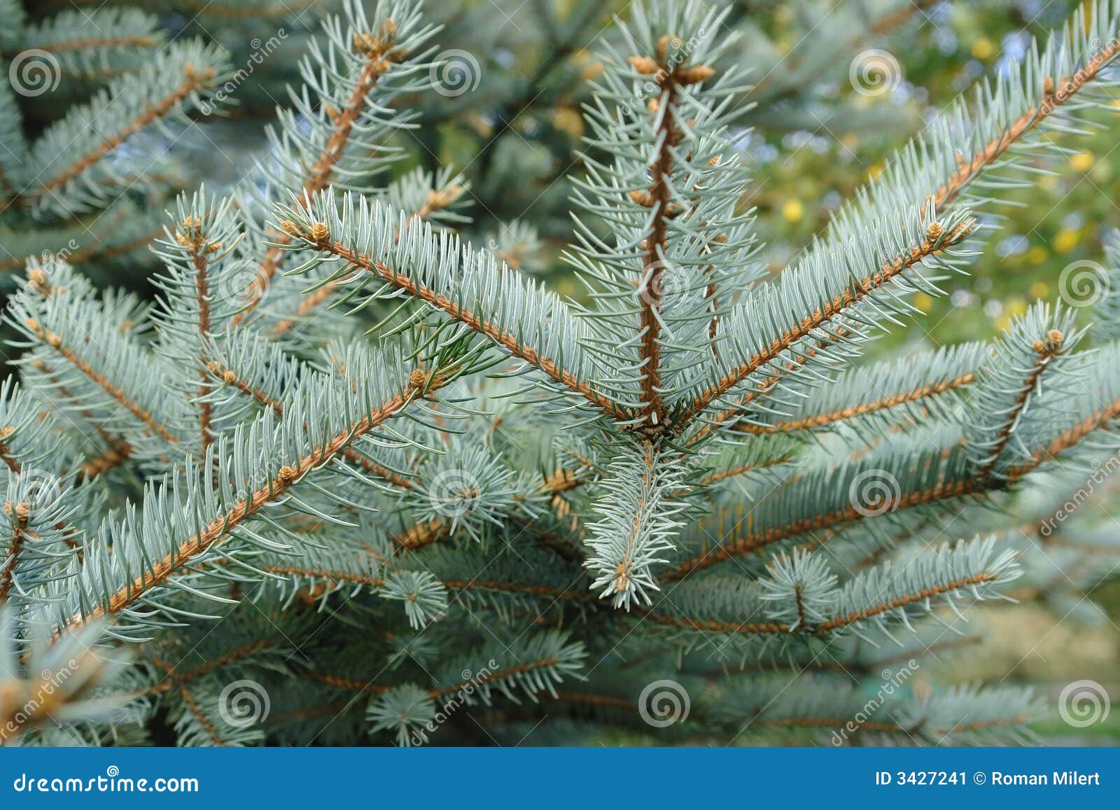 Colorado spruce stock image. Image of colorado, needle - 3427241