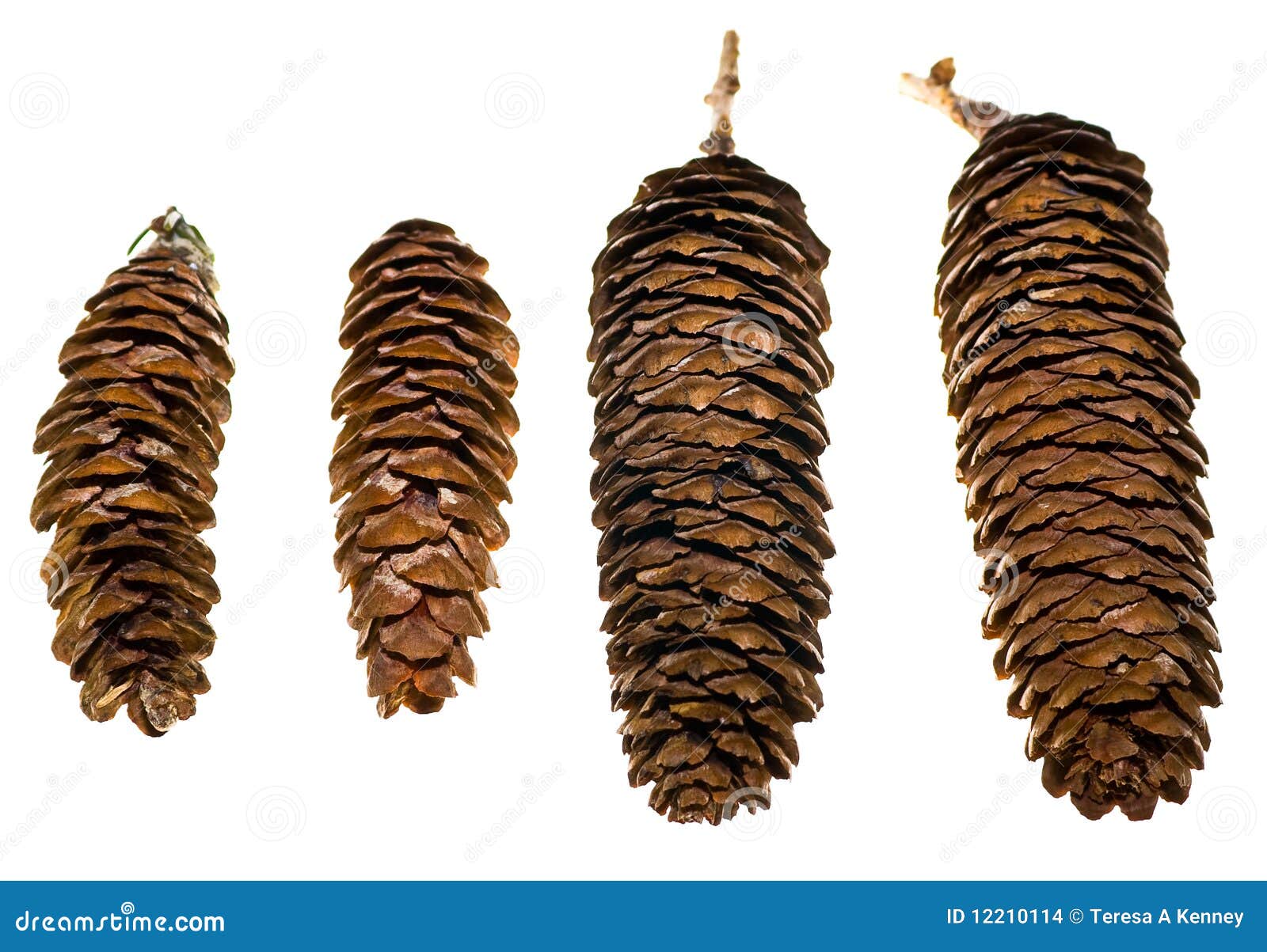 Colorado Spruce Cones stock photo. Image of spruce, background - 12210114