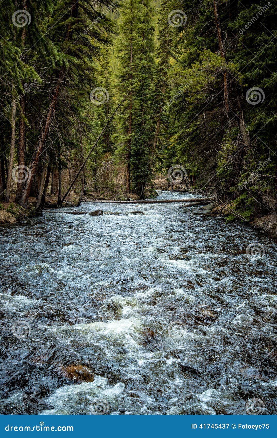 Colorado Stream In Evergreen Forest Royalty-Free Stock Photography ...