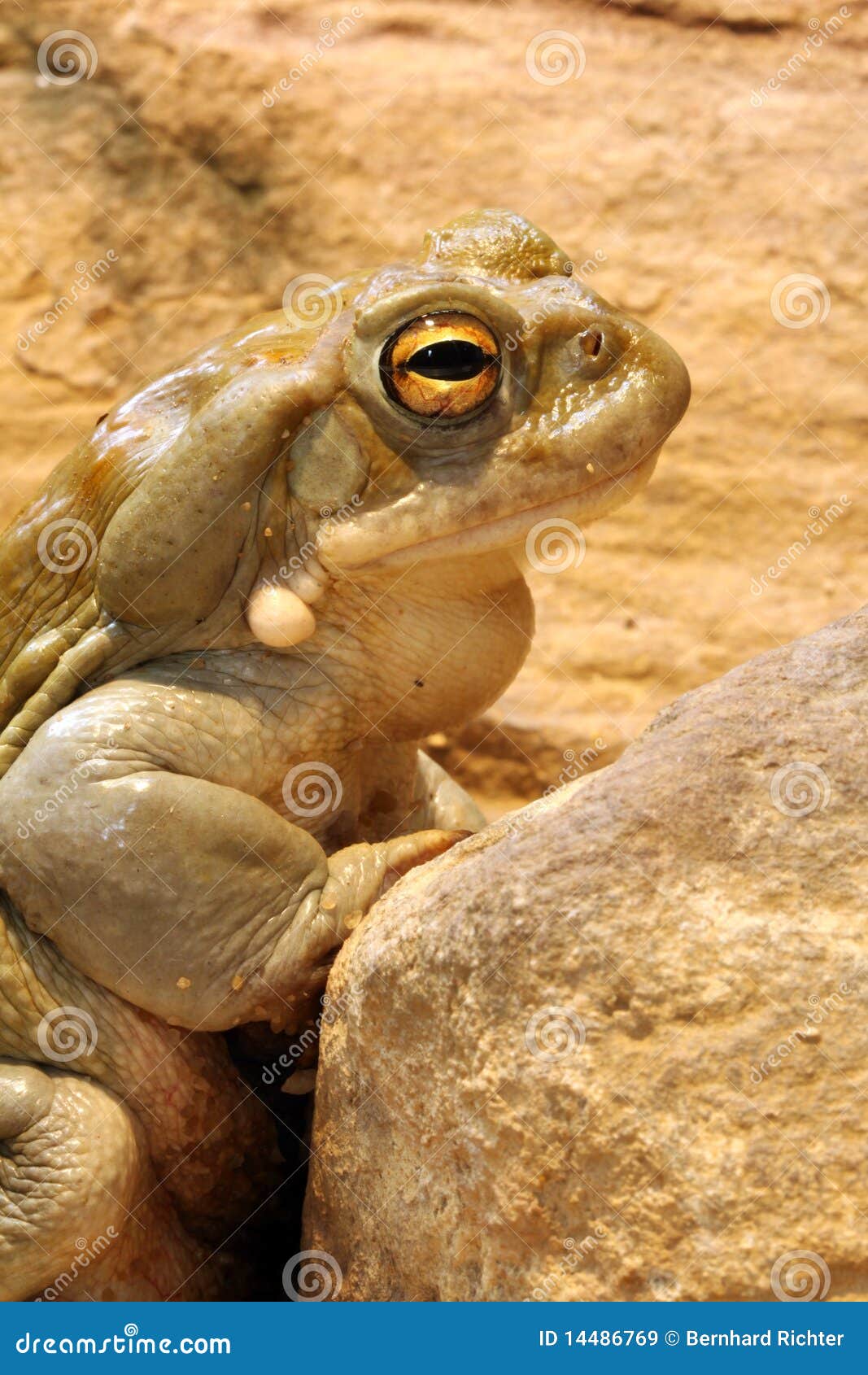 Colorado Toad stock image. Image of head, frogs, eyes - 14486769