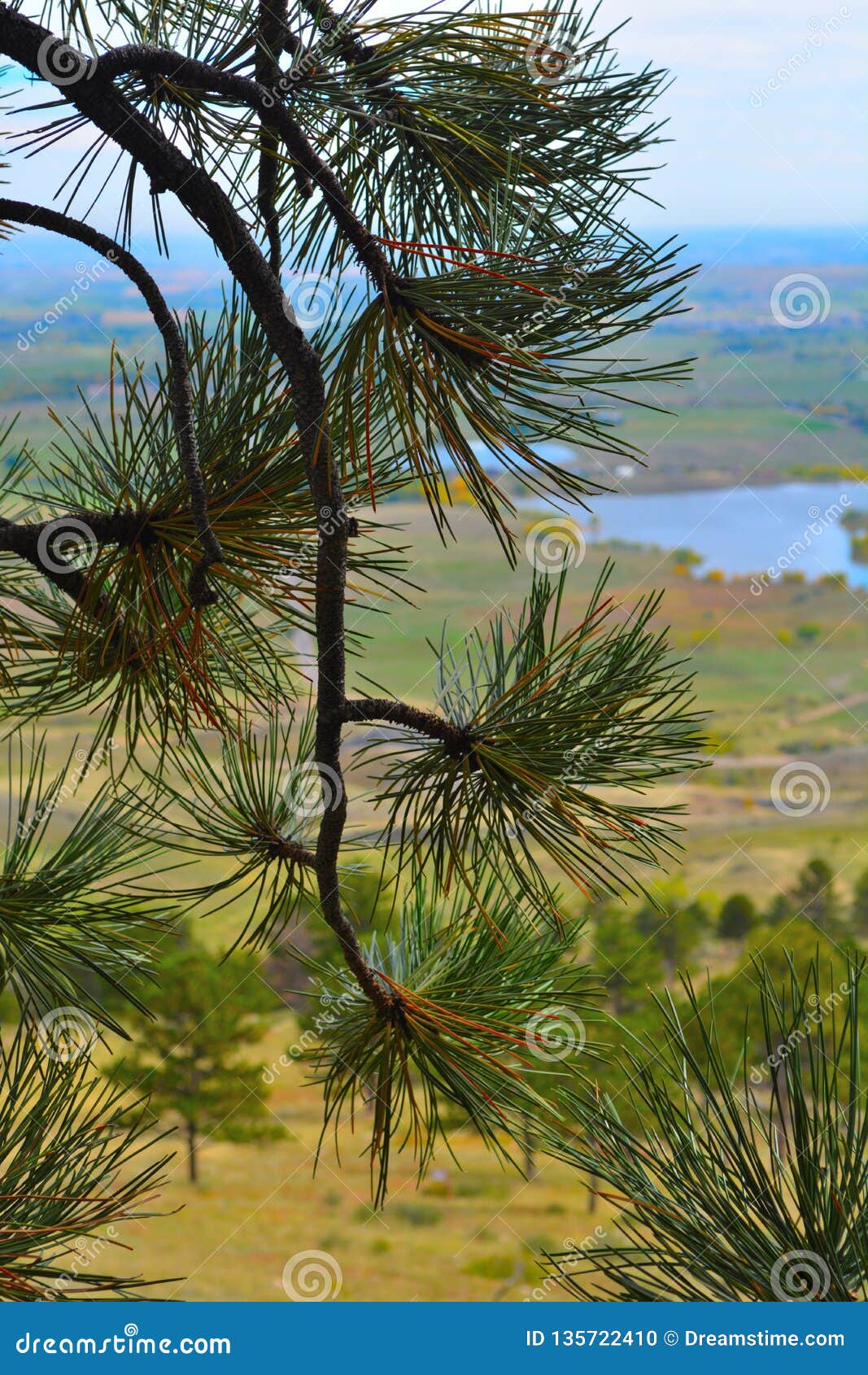 Colorado view with pine stock photo. Image of nature - 135722410
