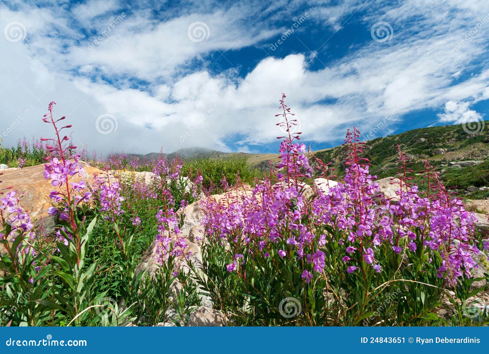Colorado Wildflowers Blooming in Summer Stock Image - Image of flower ...