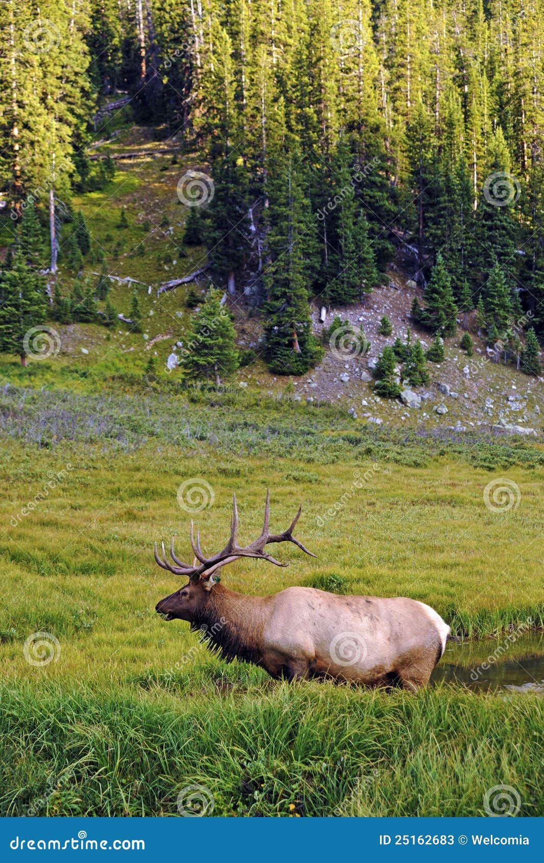 Colorado Wildlife - Elk stock image. Image of lake, fores - 25162683