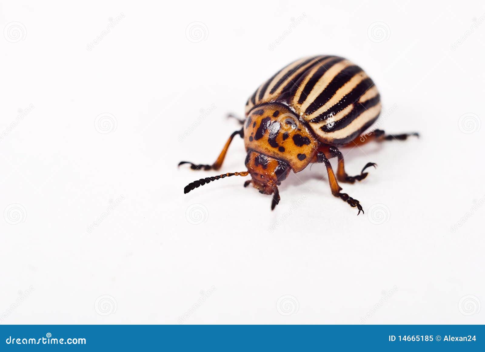 Coloradokever stock afbeelding. Image of geïsoleerd, strepen - 14665185