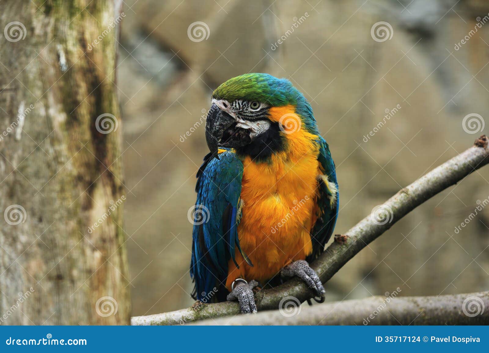 Colorato, Tropicale, Pappagallo, Uccelli Fotografia Stock - Immagine di ...