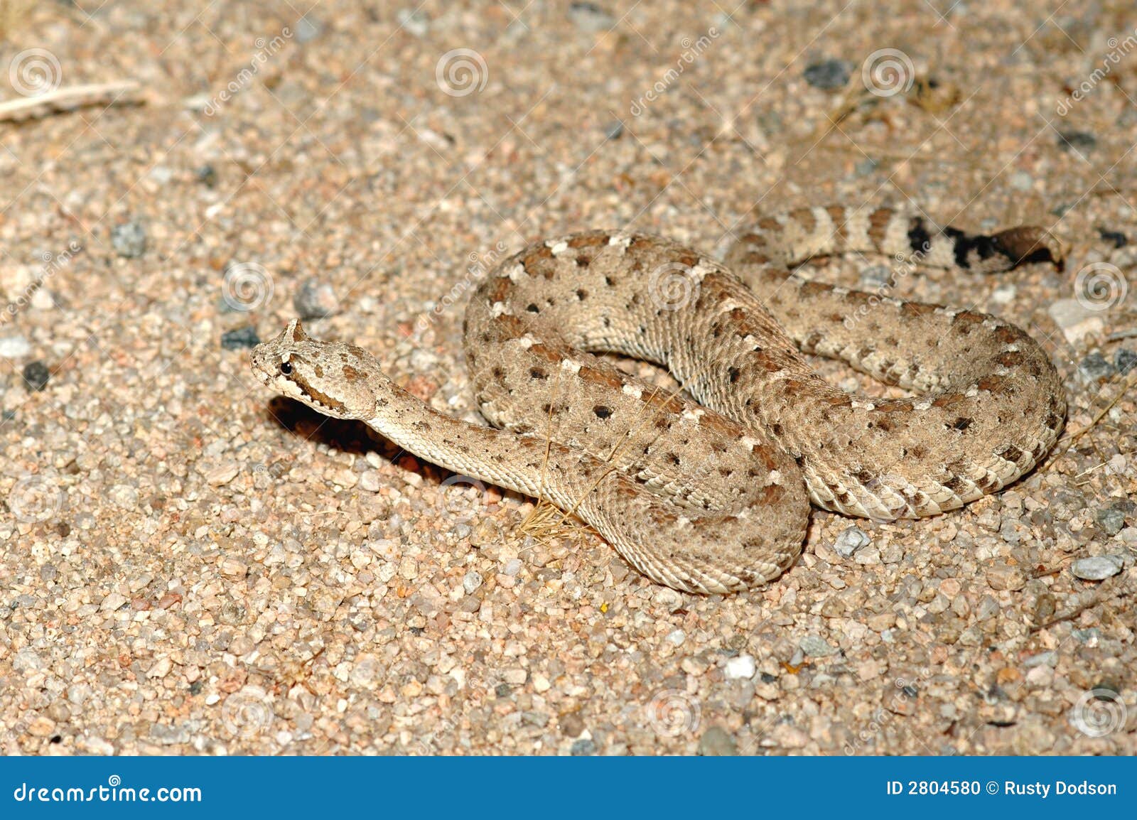 Sidewinder Snake In The Namib Desert Royalty-Free Stock Photography ...