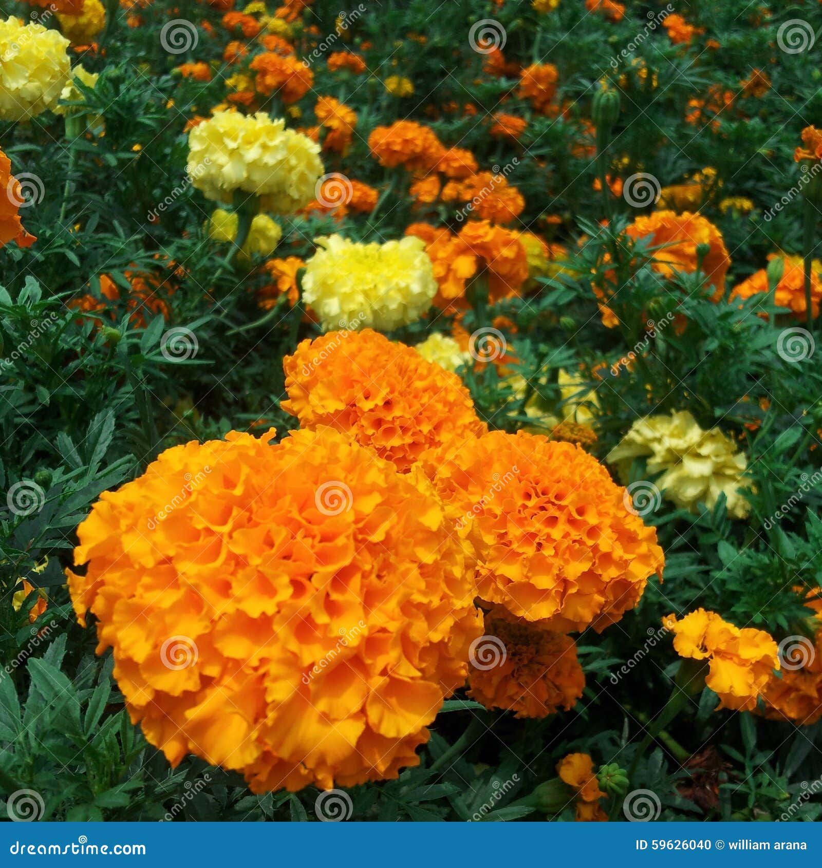 Colore arancio fotografia stock. Immagine di pacifico - 59626040