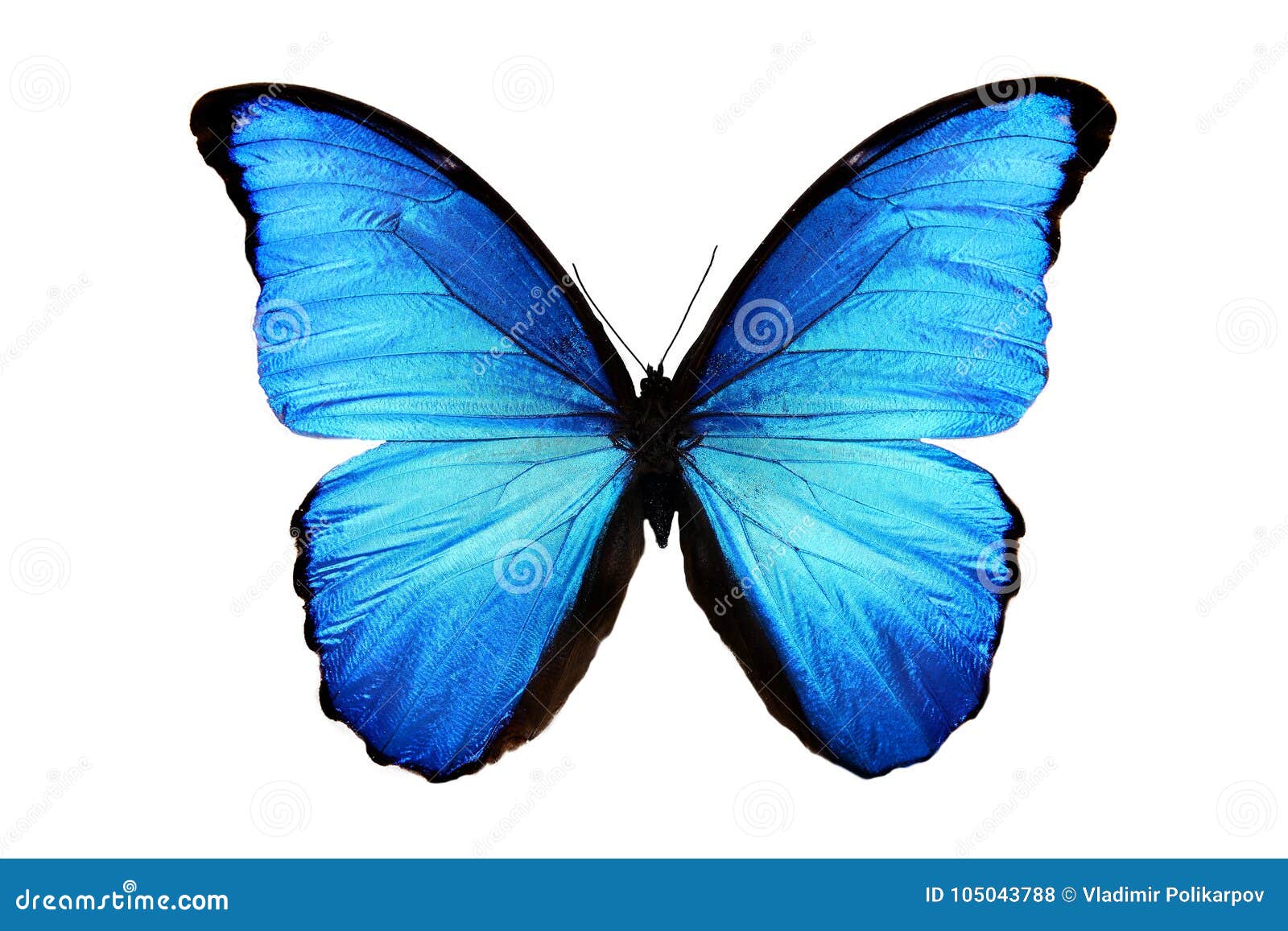 Colore Blu Della Farfalla Tropicale Isolato Su Bianco Fotografia Stock ...